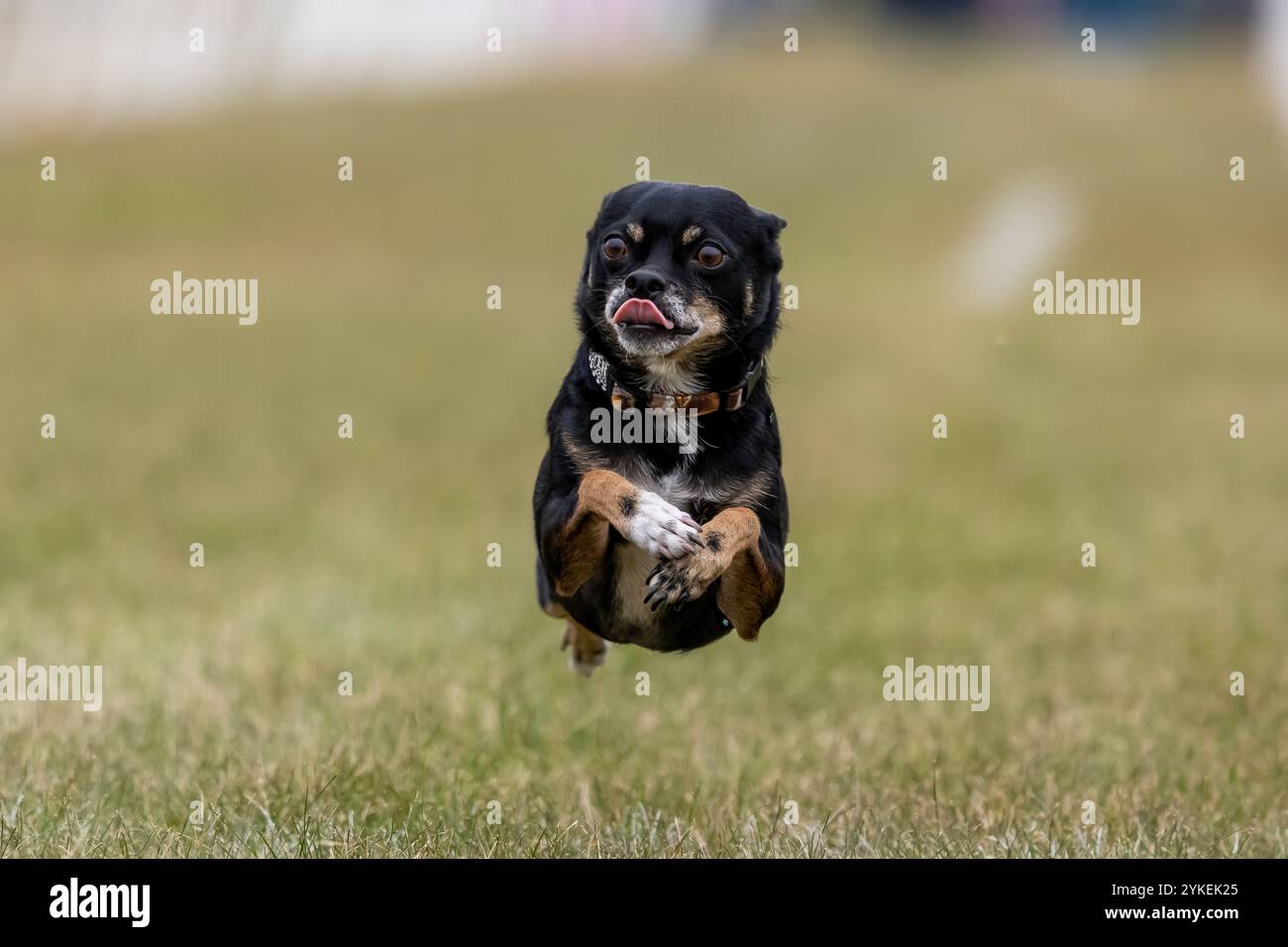 All American Mixed Breed Mutt Running Lure Course Sprint Dog Sport ...