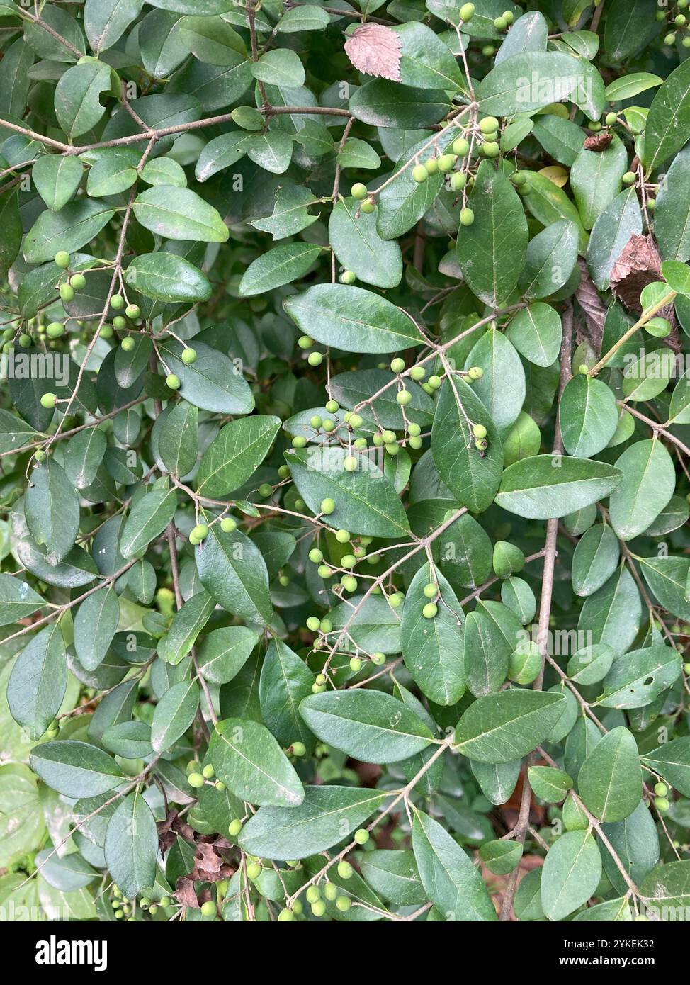 Chinese privet (Ligustrum sinense Stock Photo - Alamy