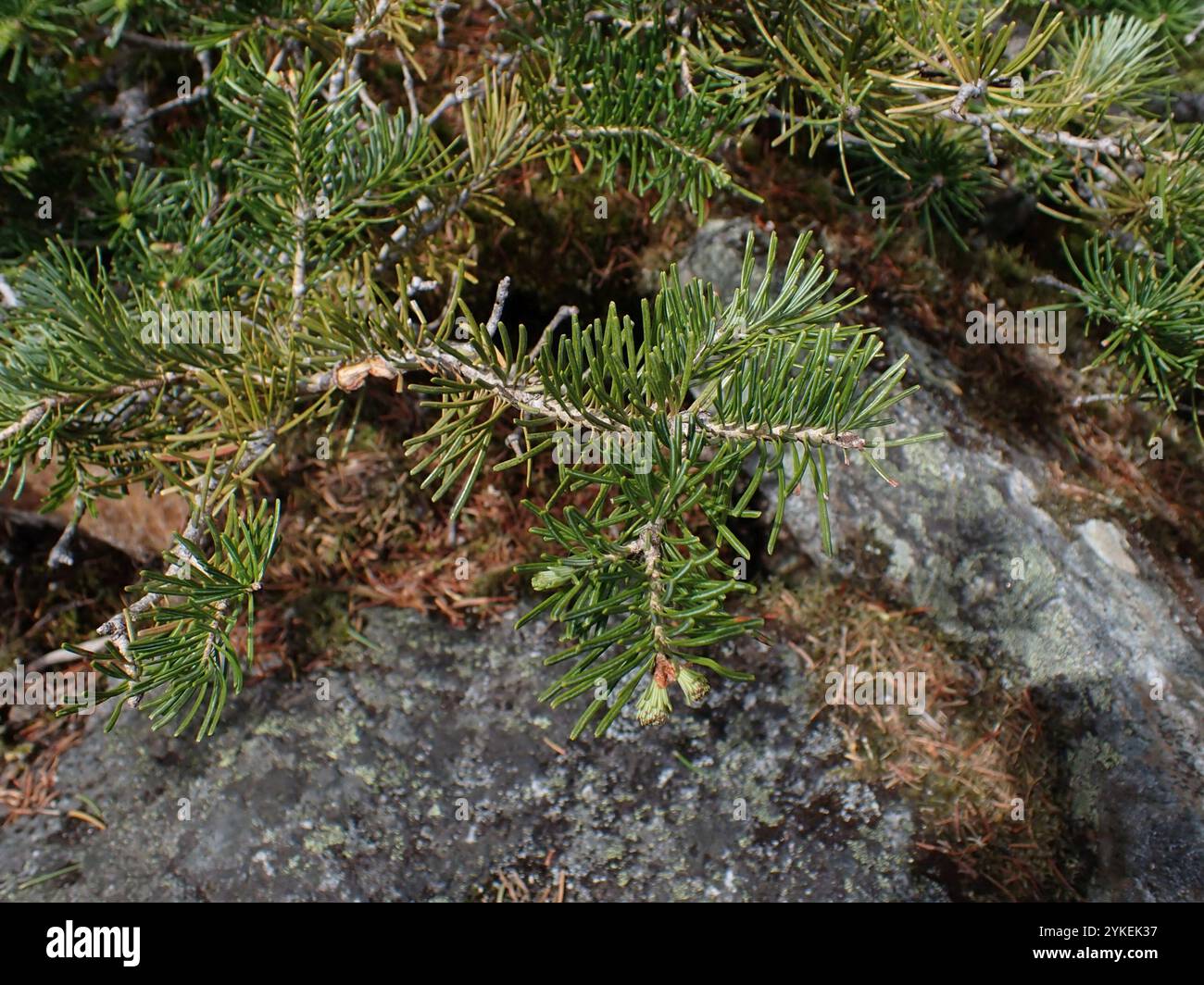 subalpine fir (Abies lasiocarpa Stock Photo - Alamy