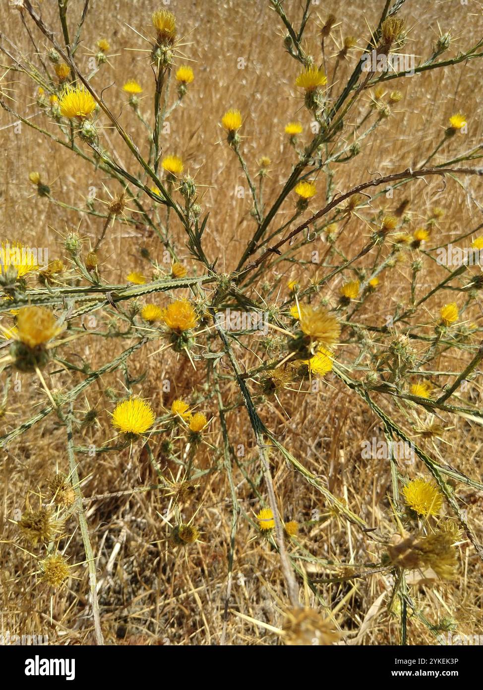 Yellow Star-Thistle (Centaurea solstitialis Stock Photo - Alamy