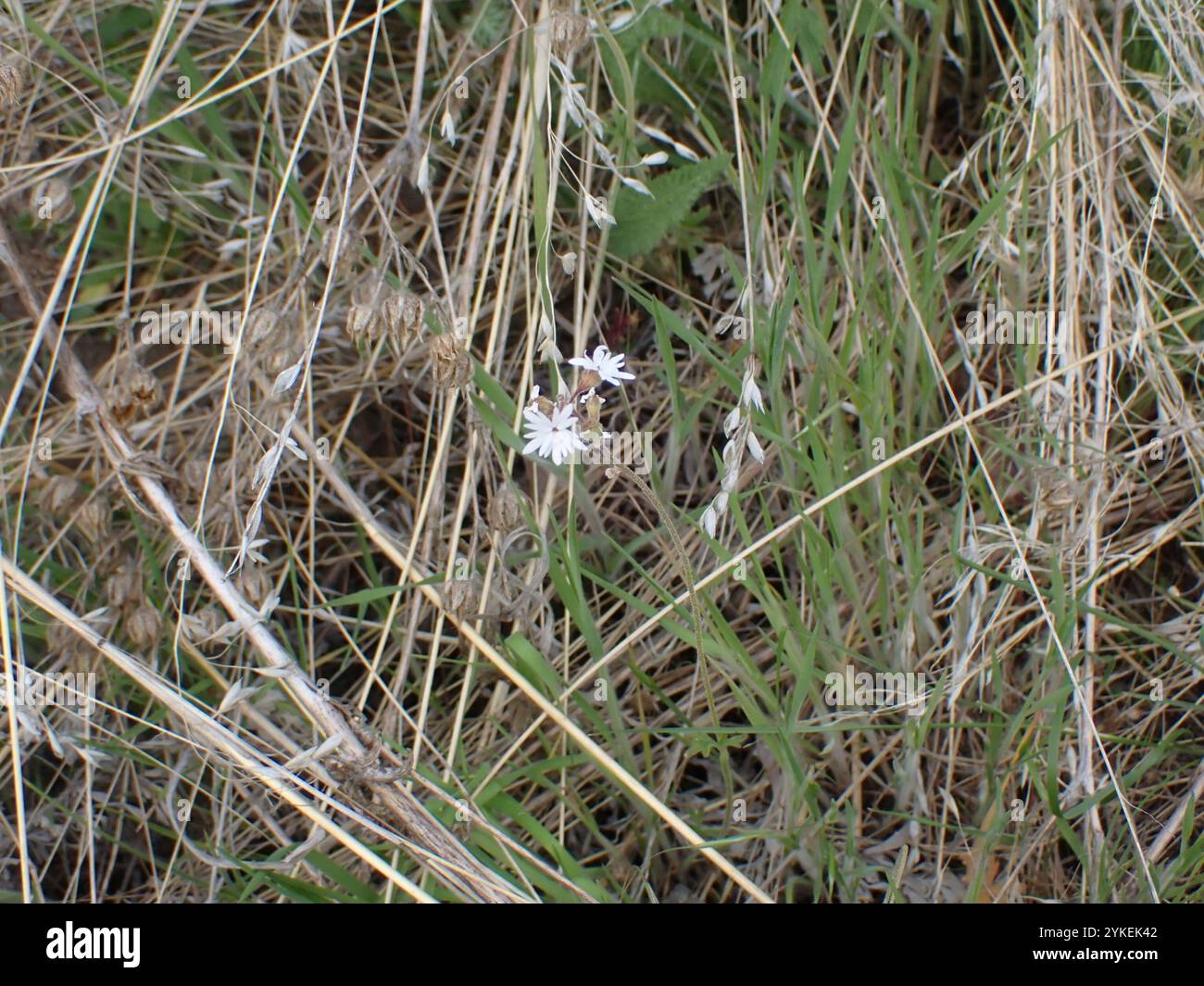 smallflower woodland star (Lithophragma parviflorum Stock Photo - Alamy