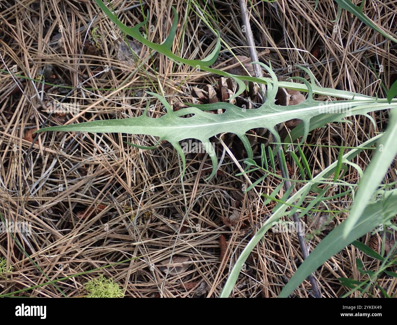 Slender Hawksbeard (Crepis atribarba Stock Photo - Alamy