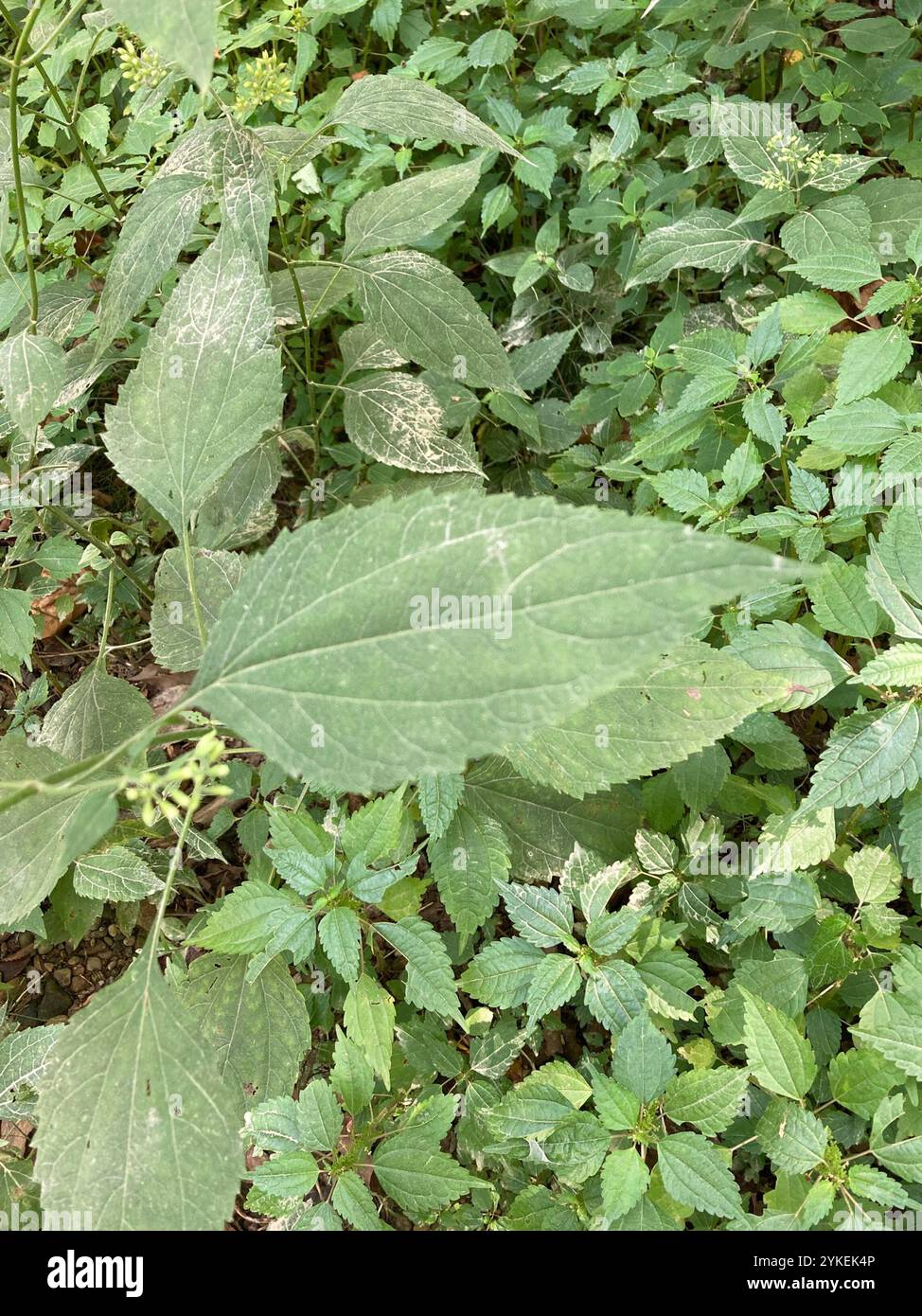 white snakeroot (Ageratina altissima Stock Photo - Alamy