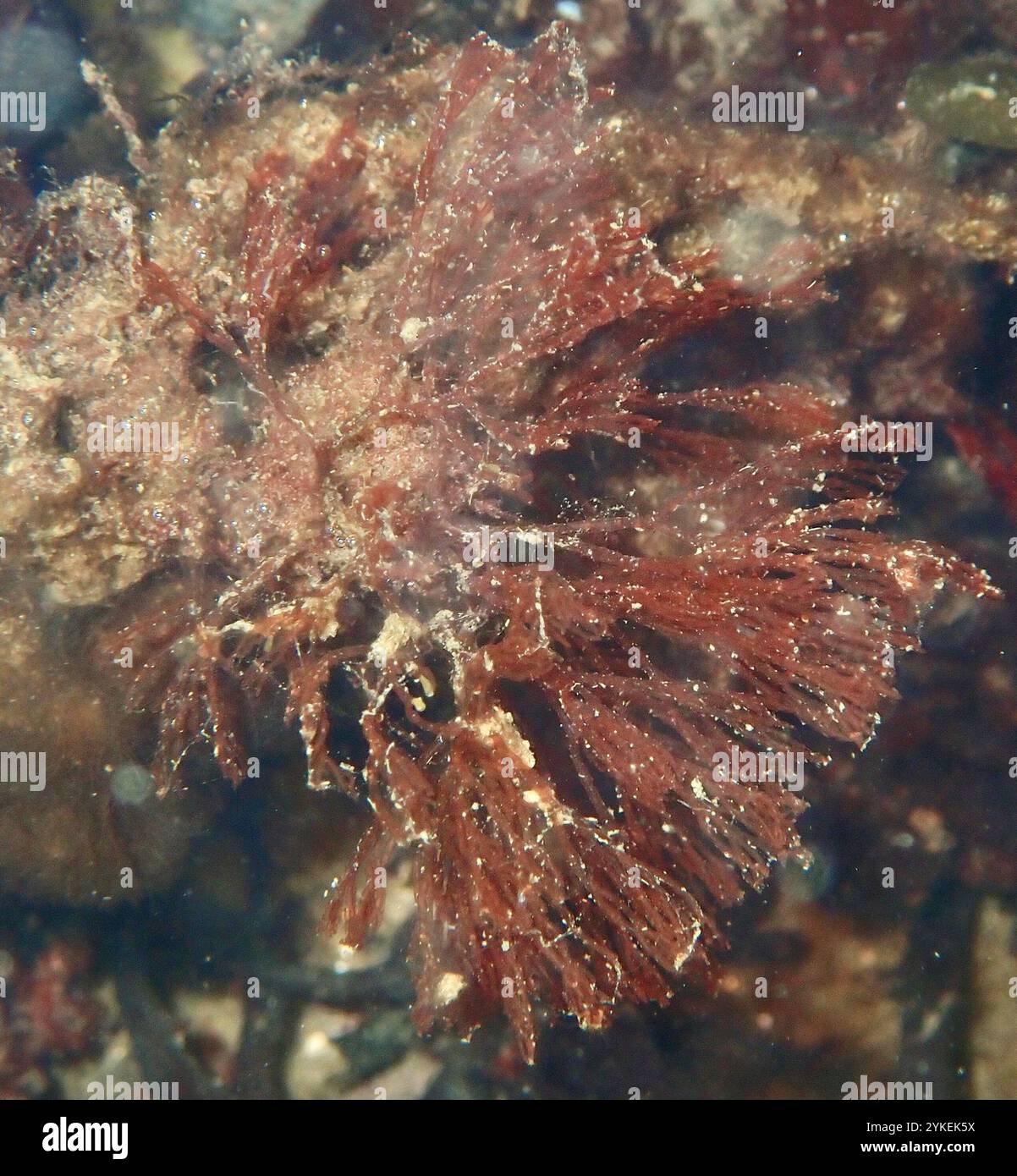 red algae (Rhodophyta Stock Photo - Alamy