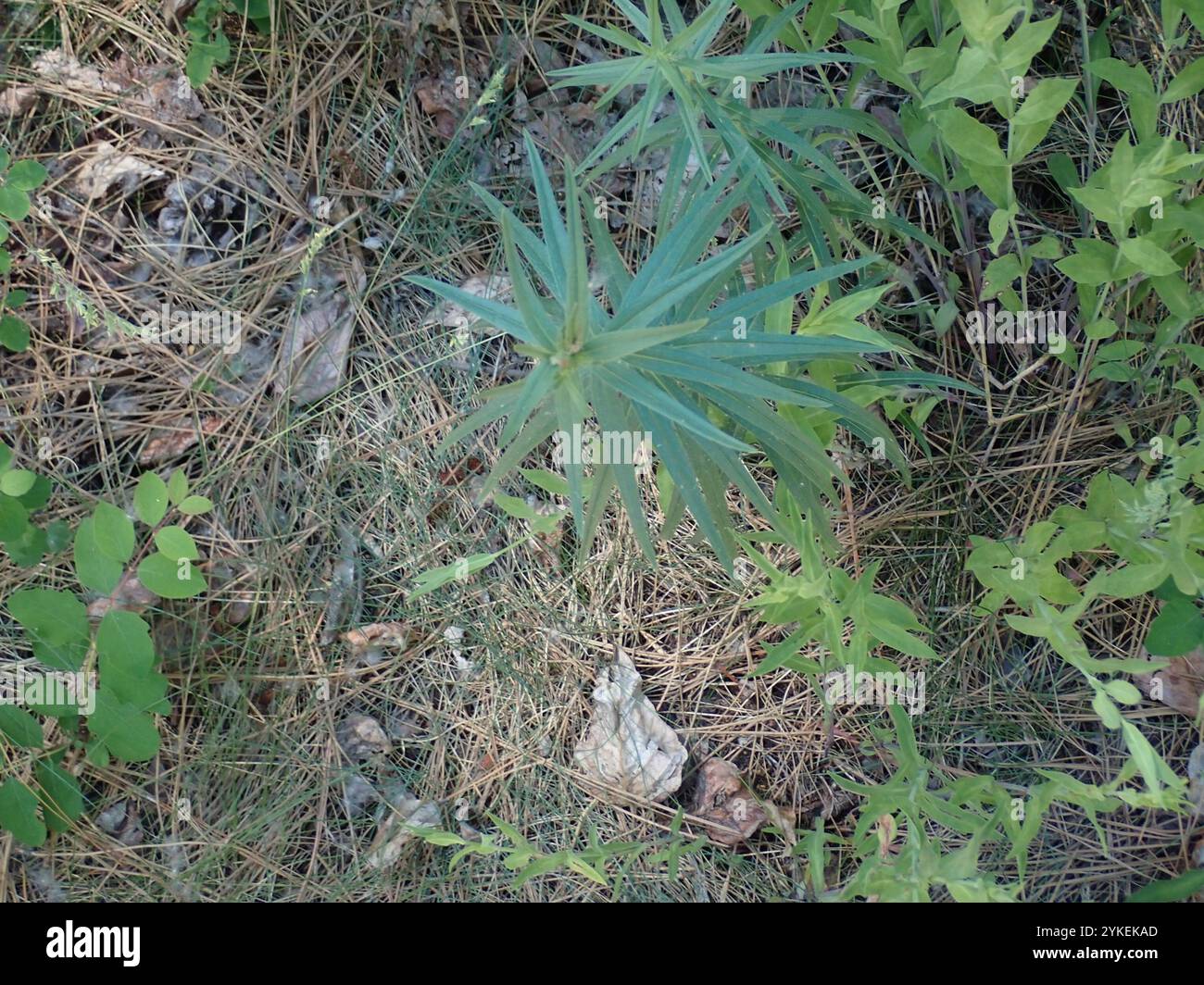 stoneseeds, puccoons, and gromwells (Lithospermum Stock Photo - Alamy
