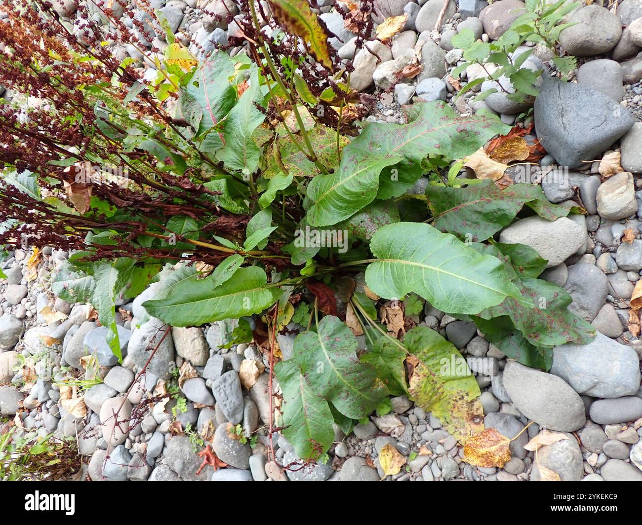 broad-leaved dock (Rumex obtusifolius Stock Photo - Alamy