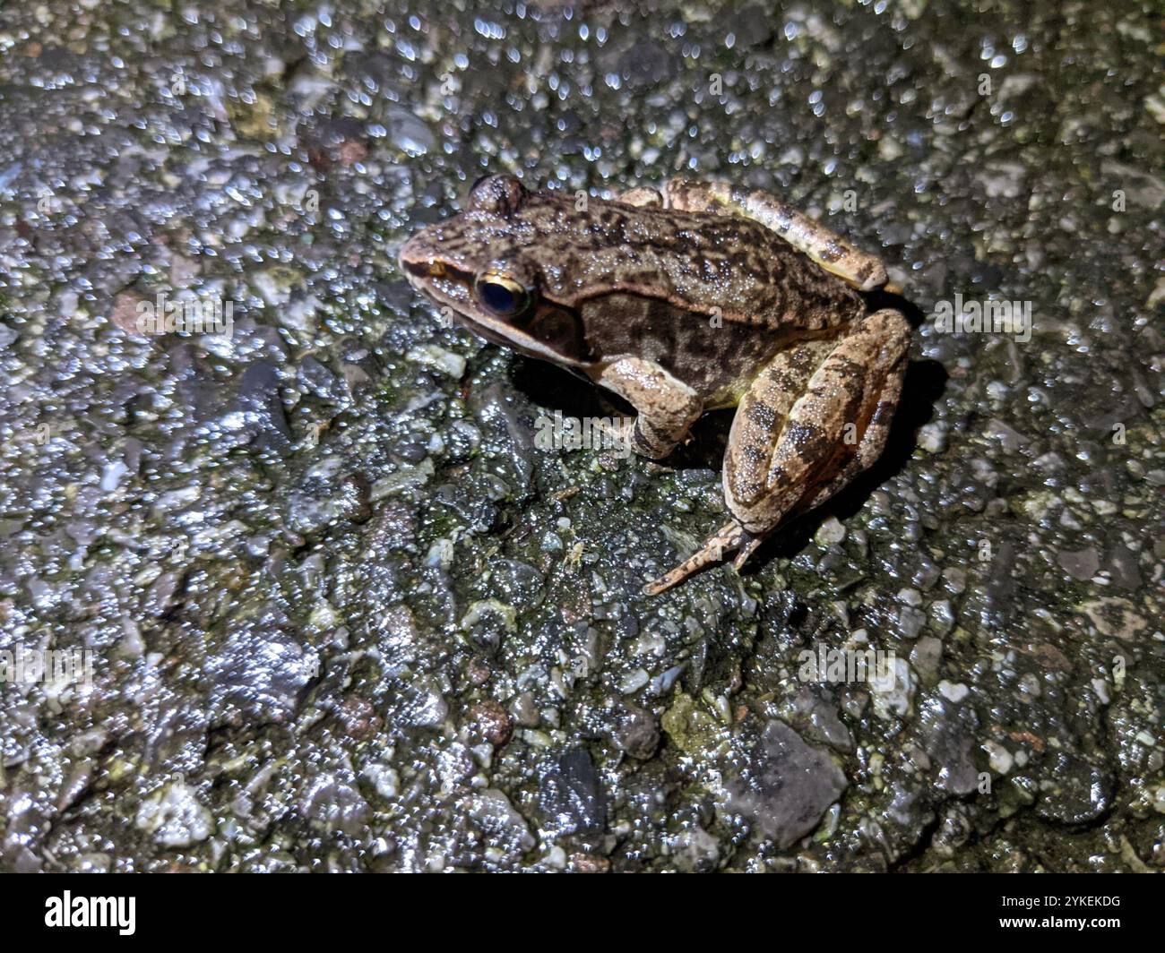 Wood Frog (Lithobates sylvaticus Stock Photo - Alamy