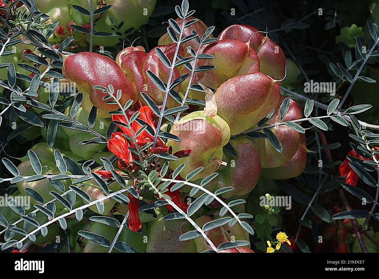 cancer bush (Lessertia frutescens Stock Photo - Alamy