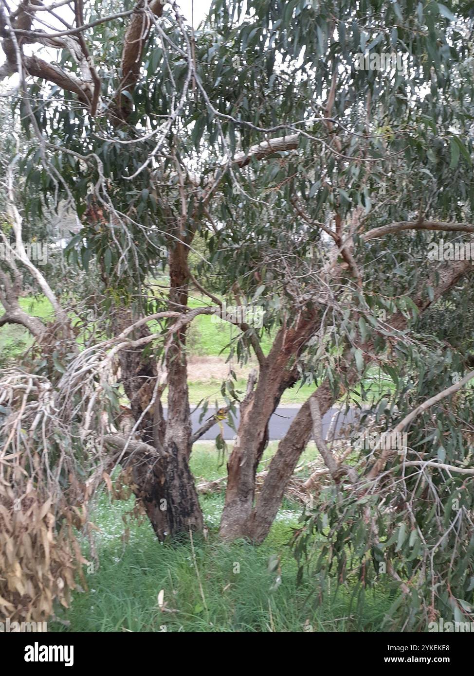 Long-leaved Box (Eucalyptus goniocalyx Stock Photo - Alamy