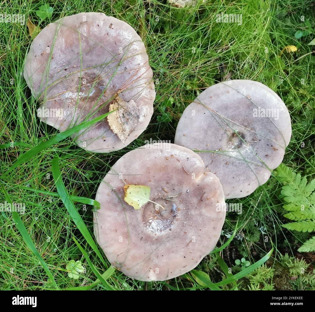 tacked milkcap (Lactarius trivialis Stock Photo - Alamy