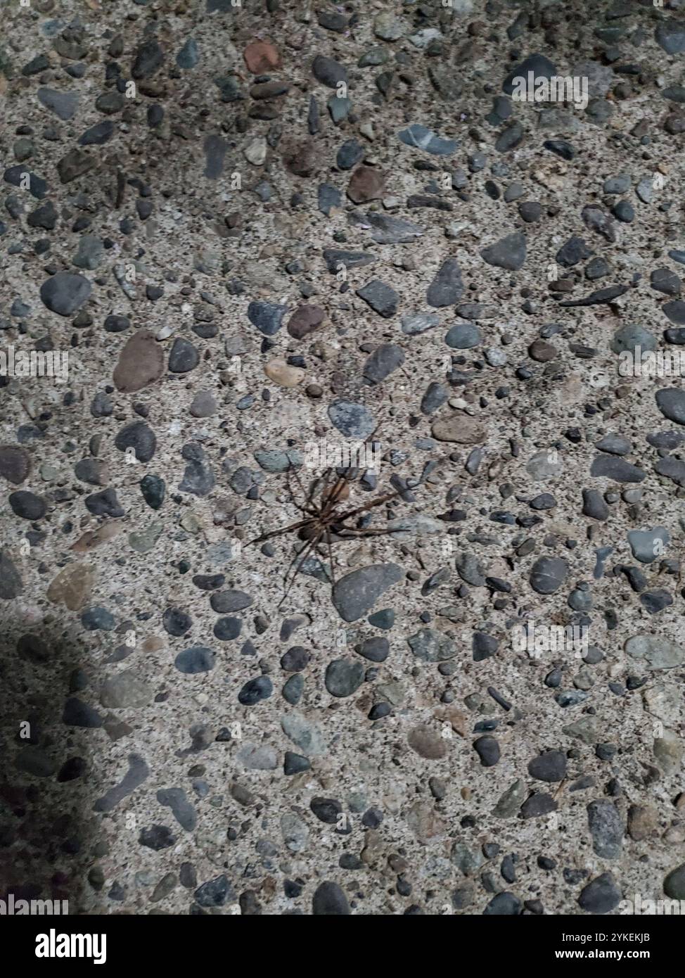 Eratigena duellica giant house hi-res stock photography and images - Alamy