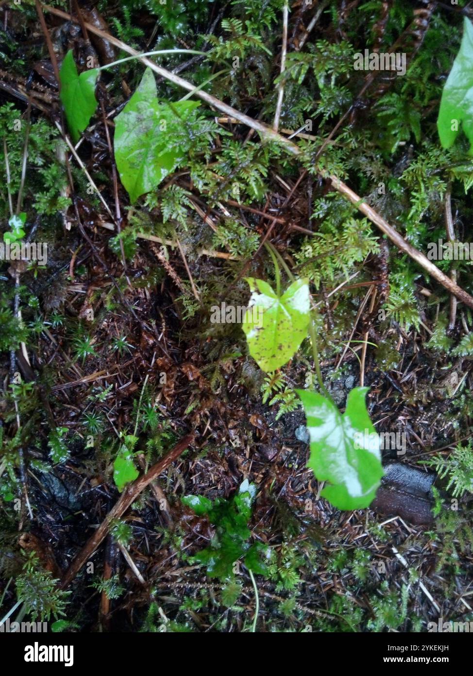 western rattlesnake root (Nabalus alatus Stock Photo - Alamy