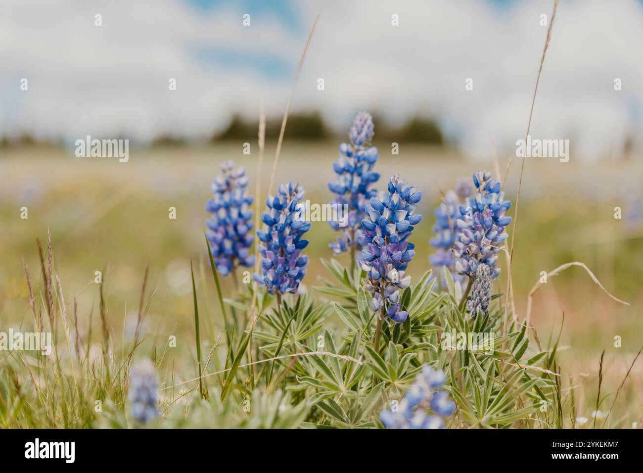 Forest purple lupine wildflower hi-res stock photography and images - Alamy