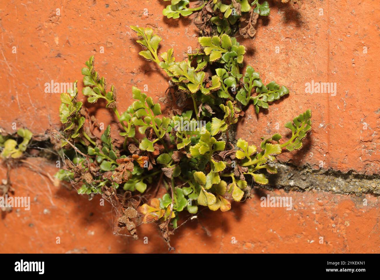 wall-rue (Asplenium ruta-muraria Stock Photo - Alamy