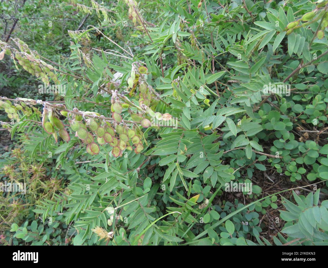 Alpine Sweet-vetch (Hedysarum alpinum Stock Photo - Alamy