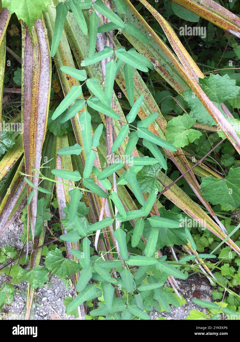 Phasey Bean (Macroptilium lathyroides Stock Photo - Alamy