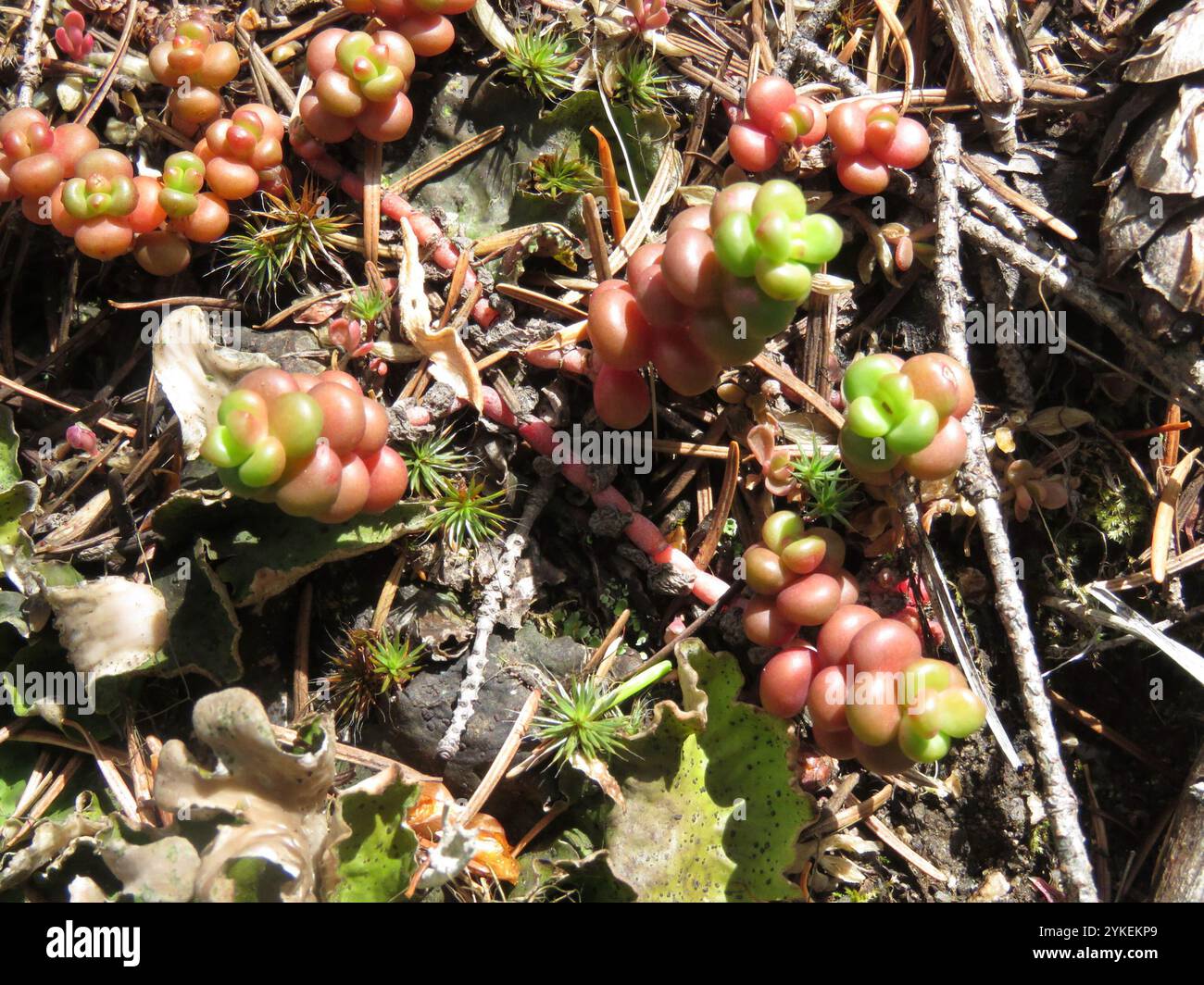 Pacific stonecrop (Sedum divergens Stock Photo - Alamy