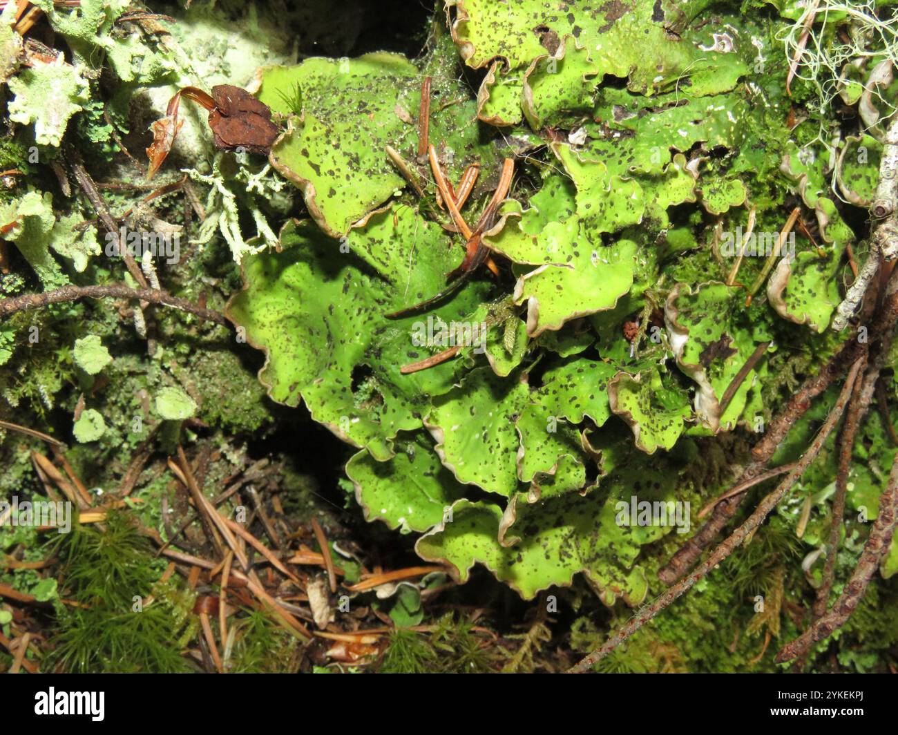 freckled pelt lichen (Peltigera aphthosa Stock Photo - Alamy