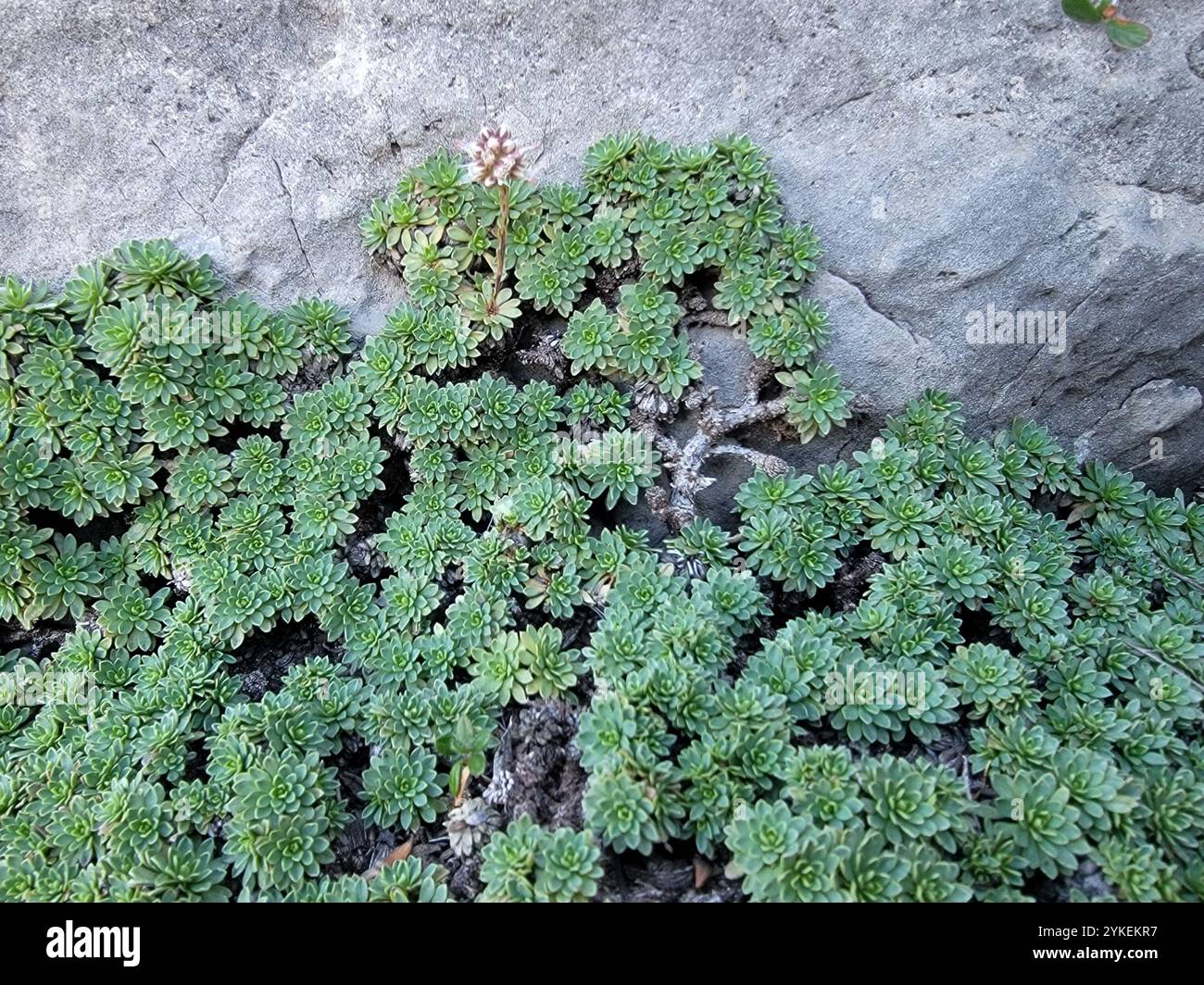 Petrophytum hi-res stock photography and images - Alamy