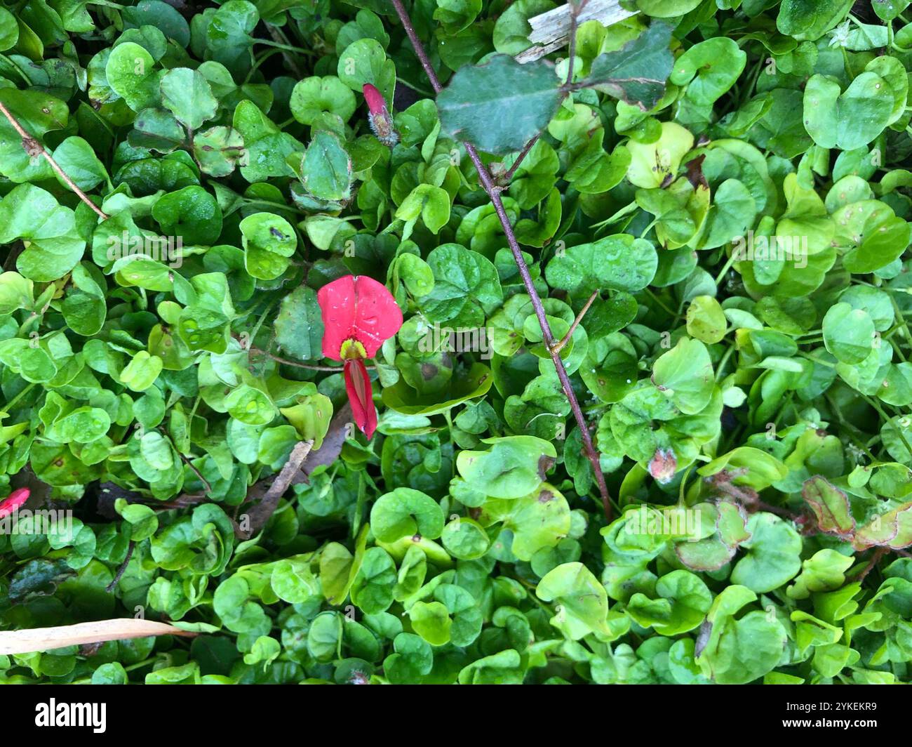 Running postman kennedia hi-res stock photography and images - Alamy
