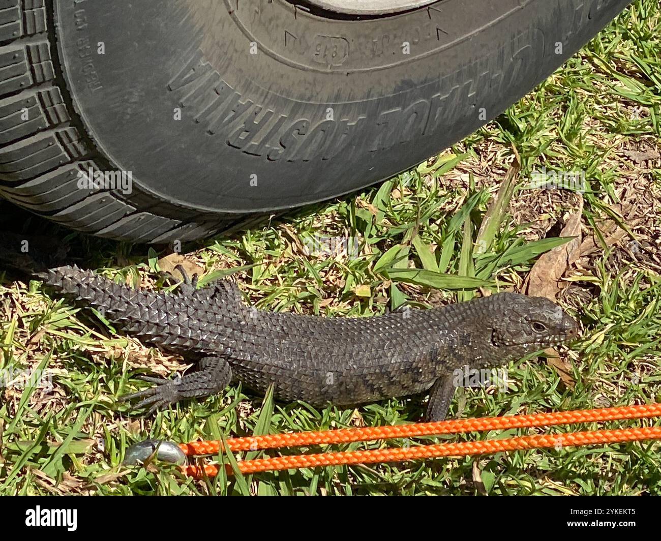 Cunningham's Skink (Egernia cunninghami Stock Photo - Alamy