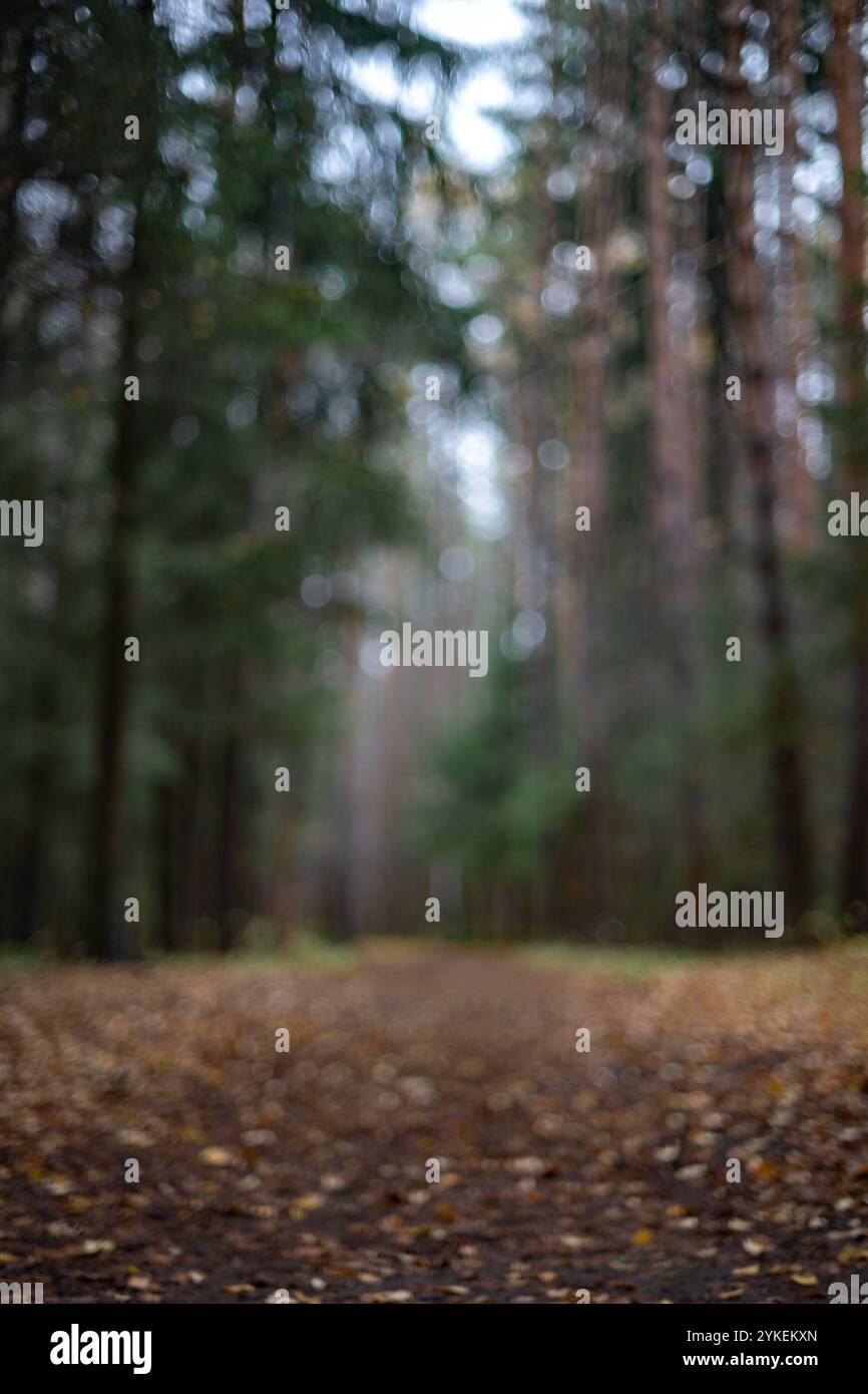 Blurred Forest Pathway. Autumn Leaves and Colors Stock Photo - Alamy