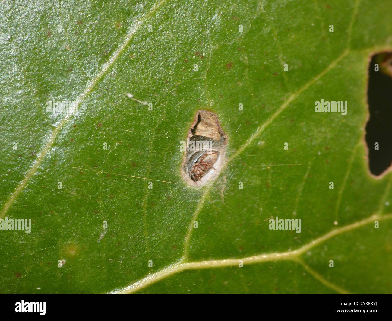 Leaf-running Spiders (Hygropoda Stock Photo - Alamy