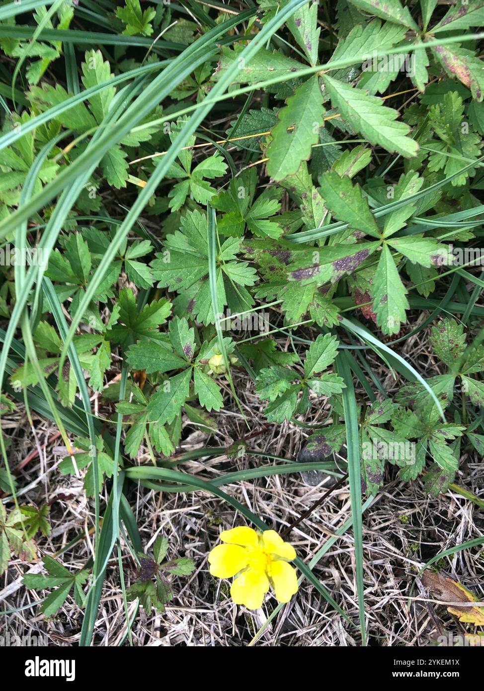 Creeping cinquefoil (Potentilla reptans Stock Photo - Alamy