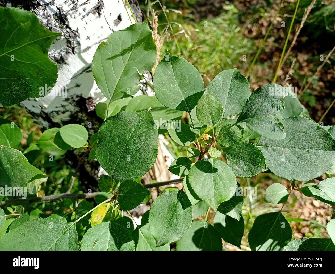 Siberian crabapple (Malus baccata Stock Photo - Alamy