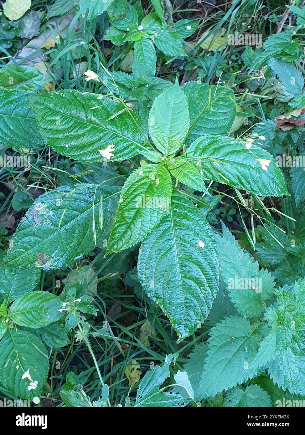 small balsam (Impatiens parviflora Stock Photo - Alamy