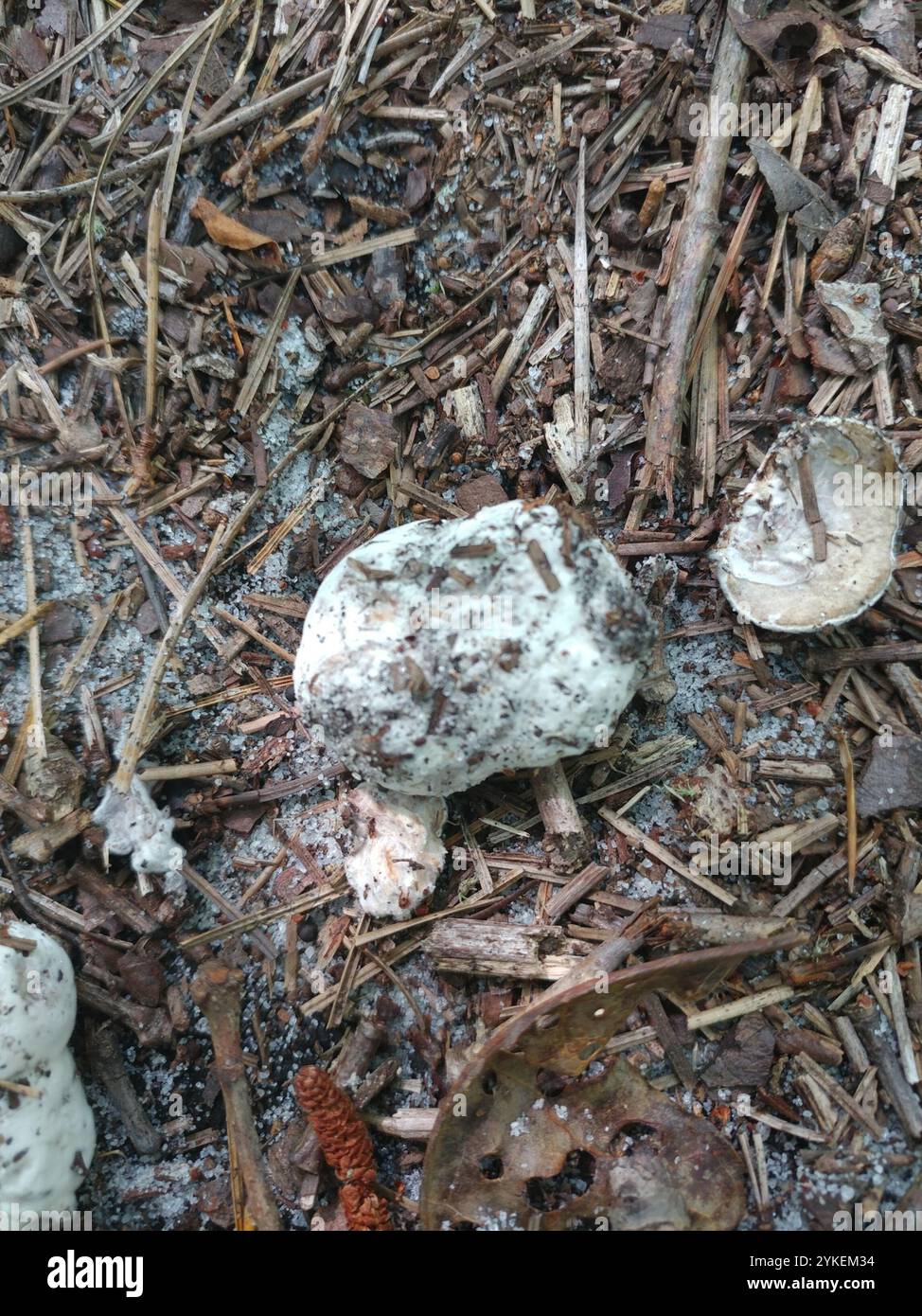 Meadow Puffball (Lycoperdon pratense Stock Photo - Alamy