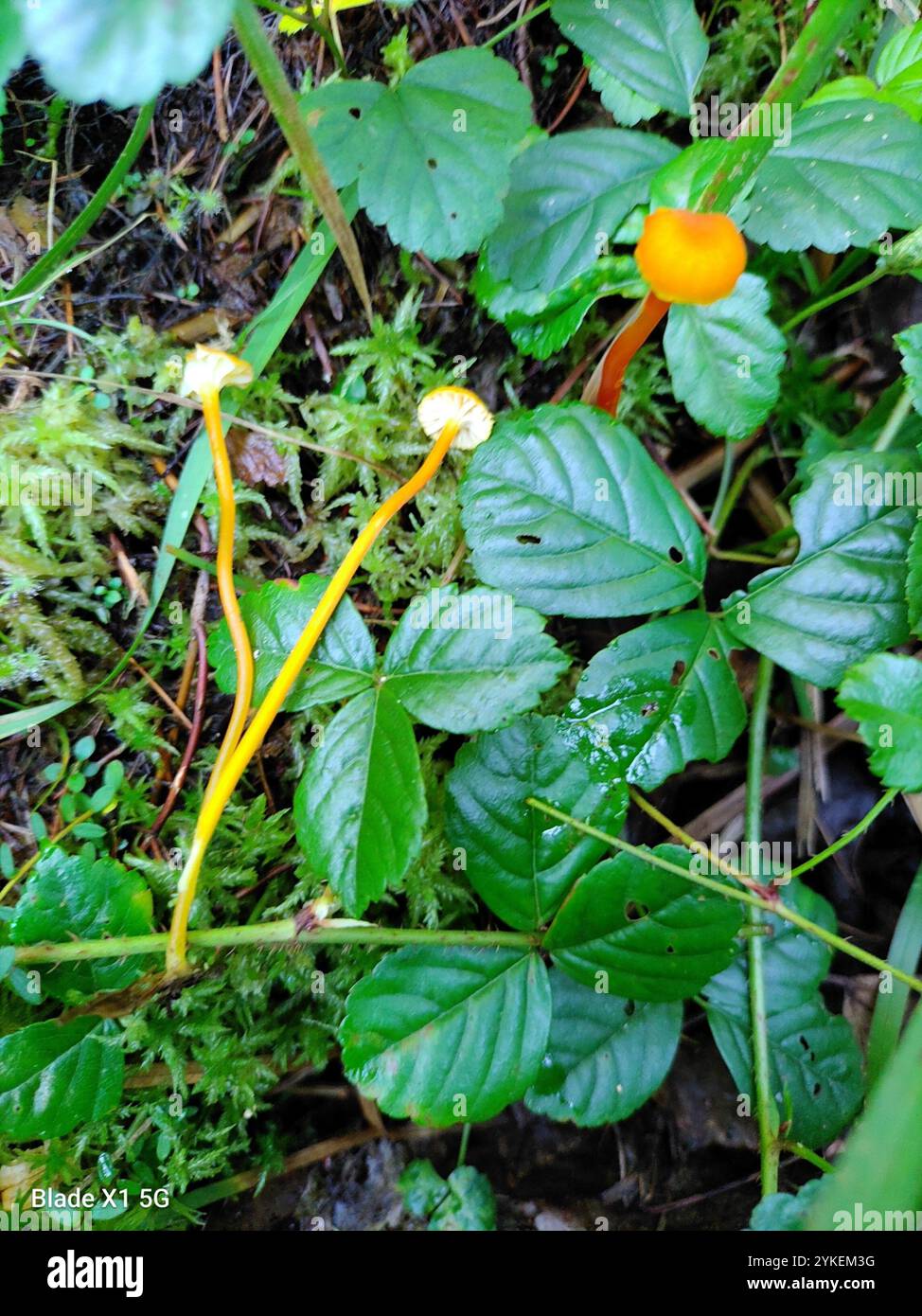 Hygrocybe turunda hi-res stock photography and images - Alamy