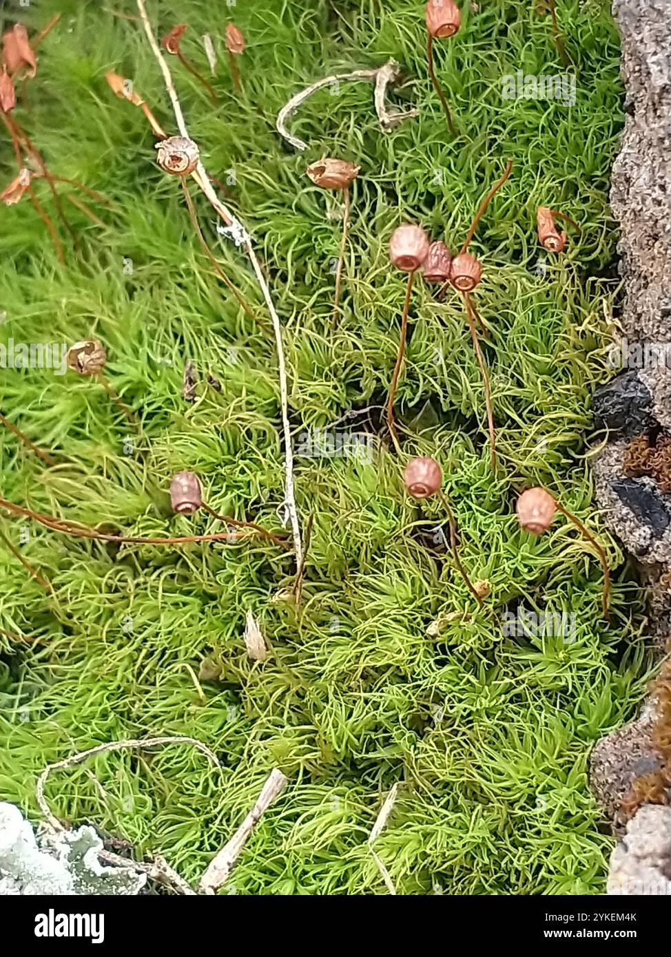 Common Apple-moss (Bartramia pomiformis Stock Photo - Alamy