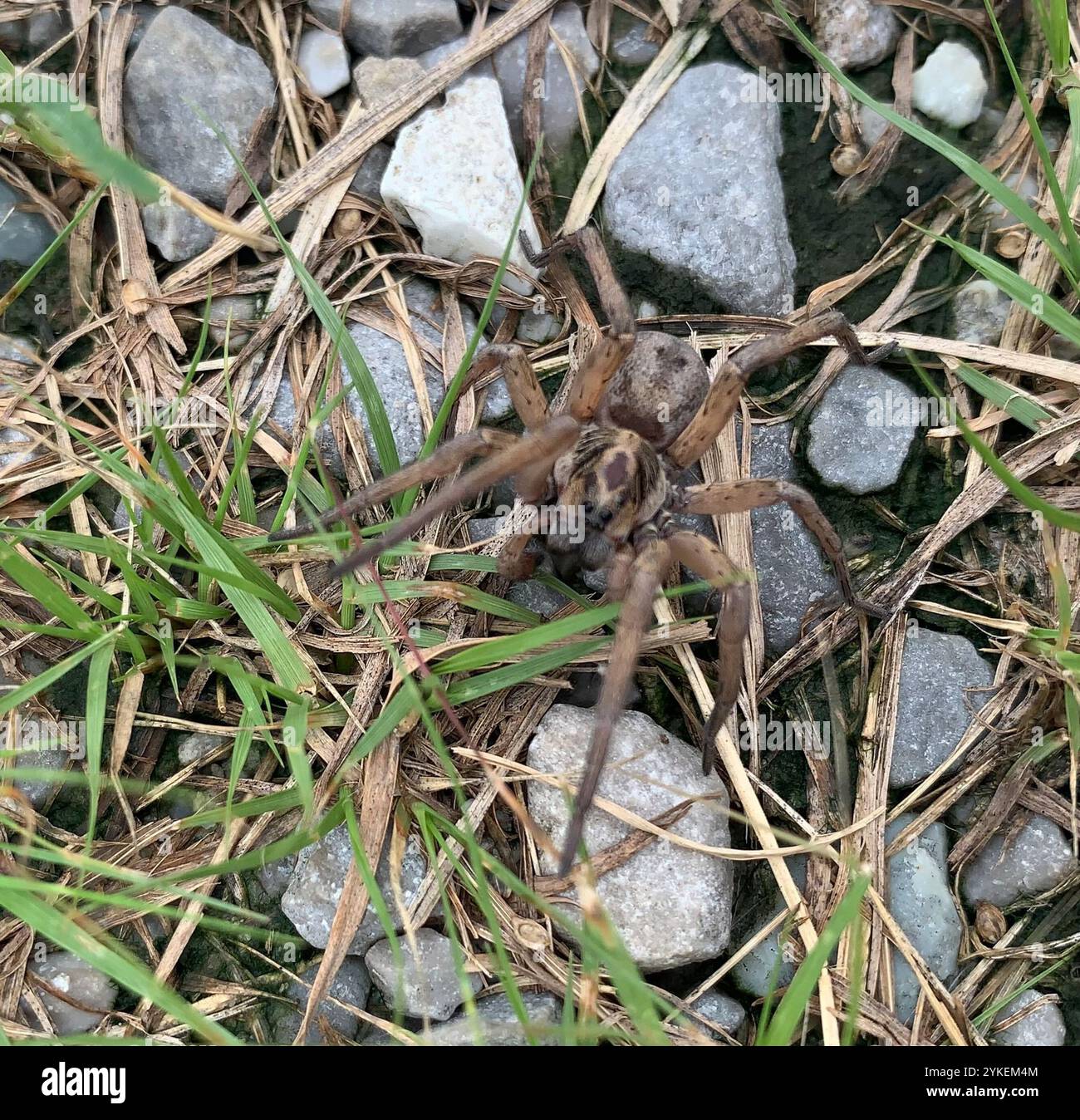 Burrow-living Wolf Spiders (Hogna Stock Photo - Alamy