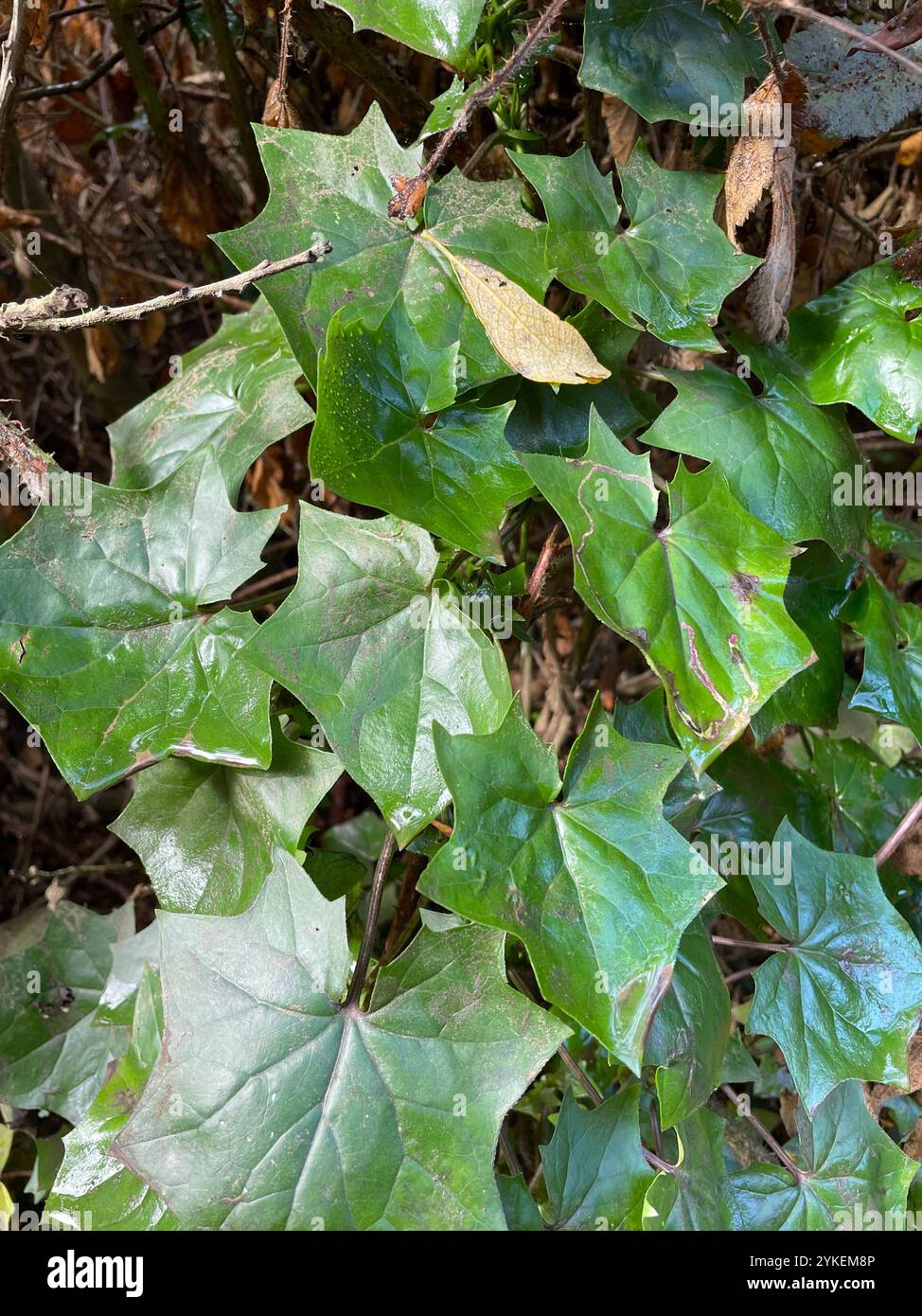 Cape-ivy (Delairea odorata Stock Photo - Alamy