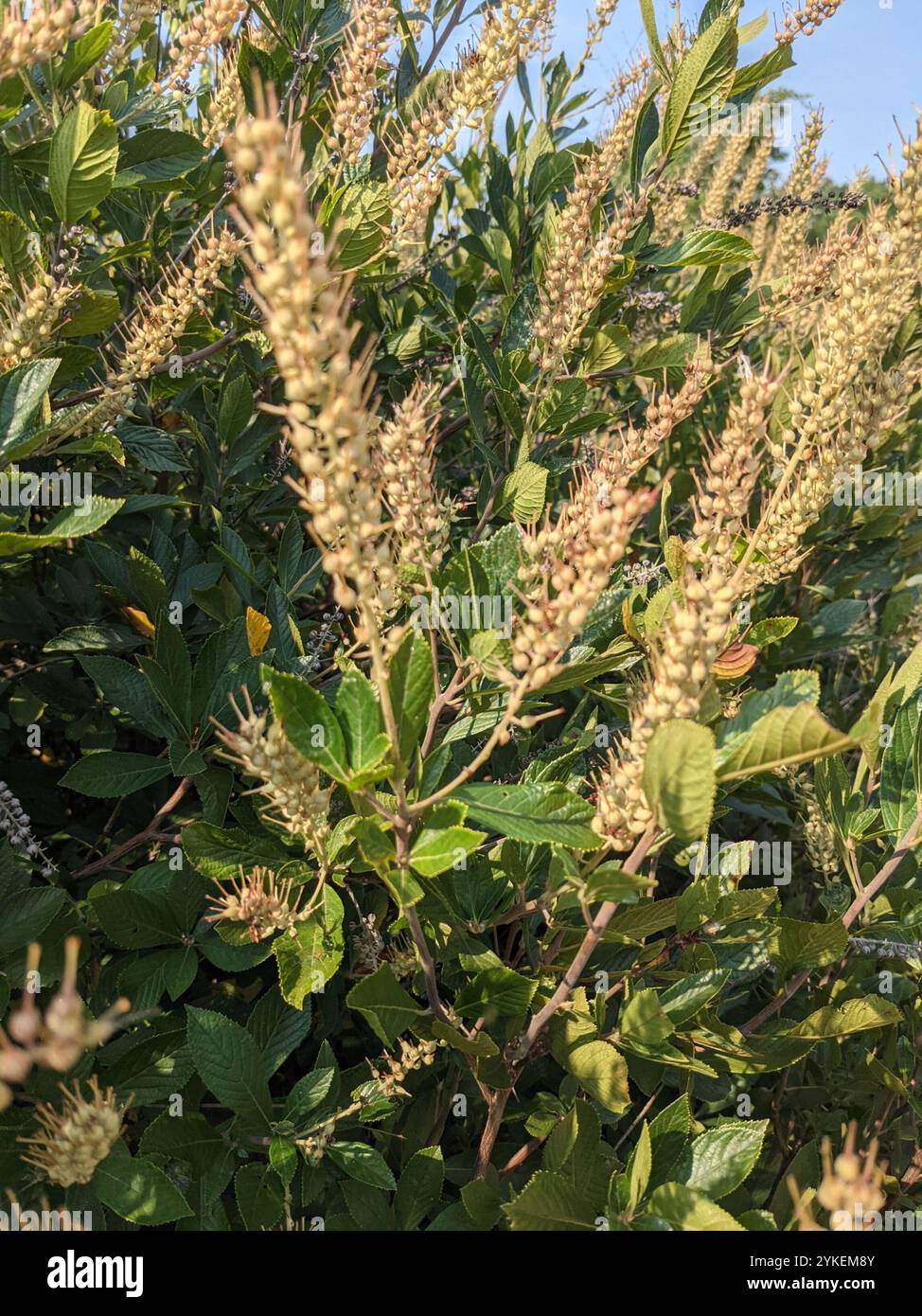 Sweet Pepperbush (Clethra alnifolia Stock Photo - Alamy