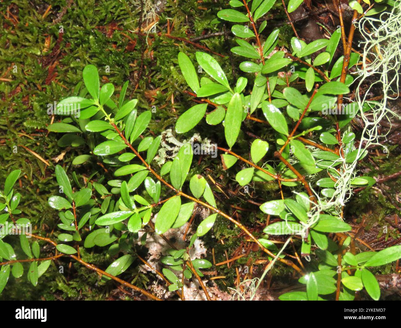 Oregon Boxwood (Paxistima myrsinites Stock Photo - Alamy