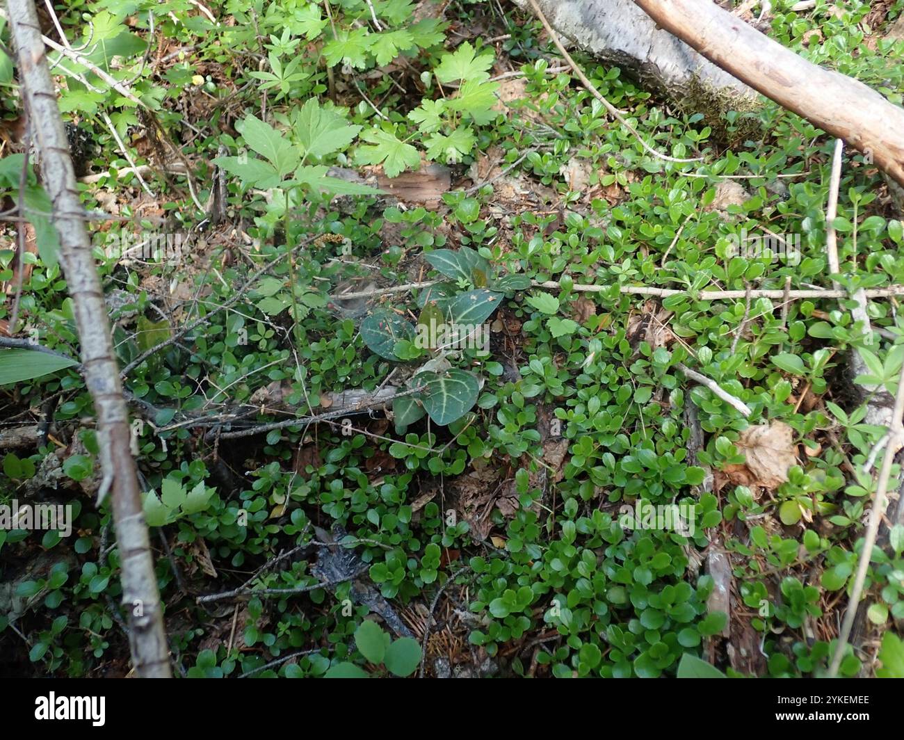 white-veined wintergreen (Pyrola picta Stock Photo - Alamy