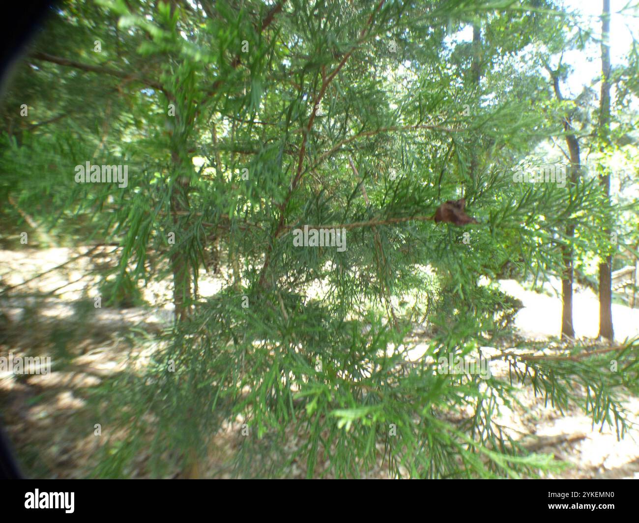 eastern redcedar (Juniperus virginiana Stock Photo - Alamy