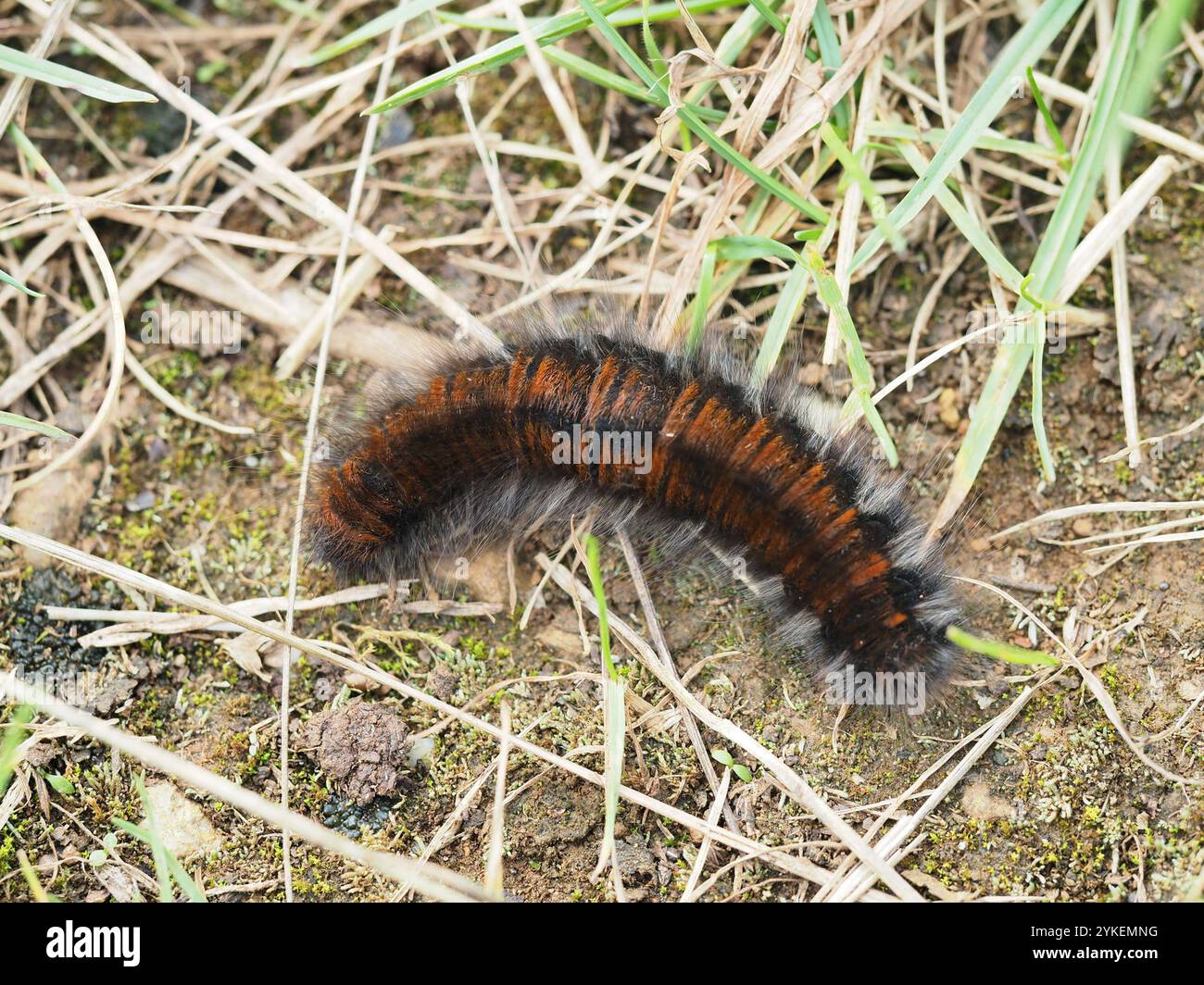 Fox Moth (Macrothylacia rubi Stock Photo - Alamy