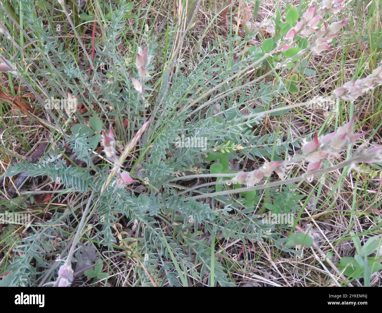 Showy Locoweed (Oxytropis splendens Stock Photo - Alamy