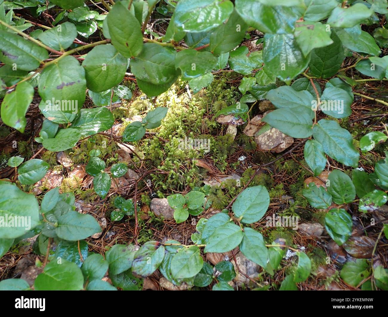 rough goose neck moss (Hylocomiadelphus triquetrus Stock Photo - Alamy