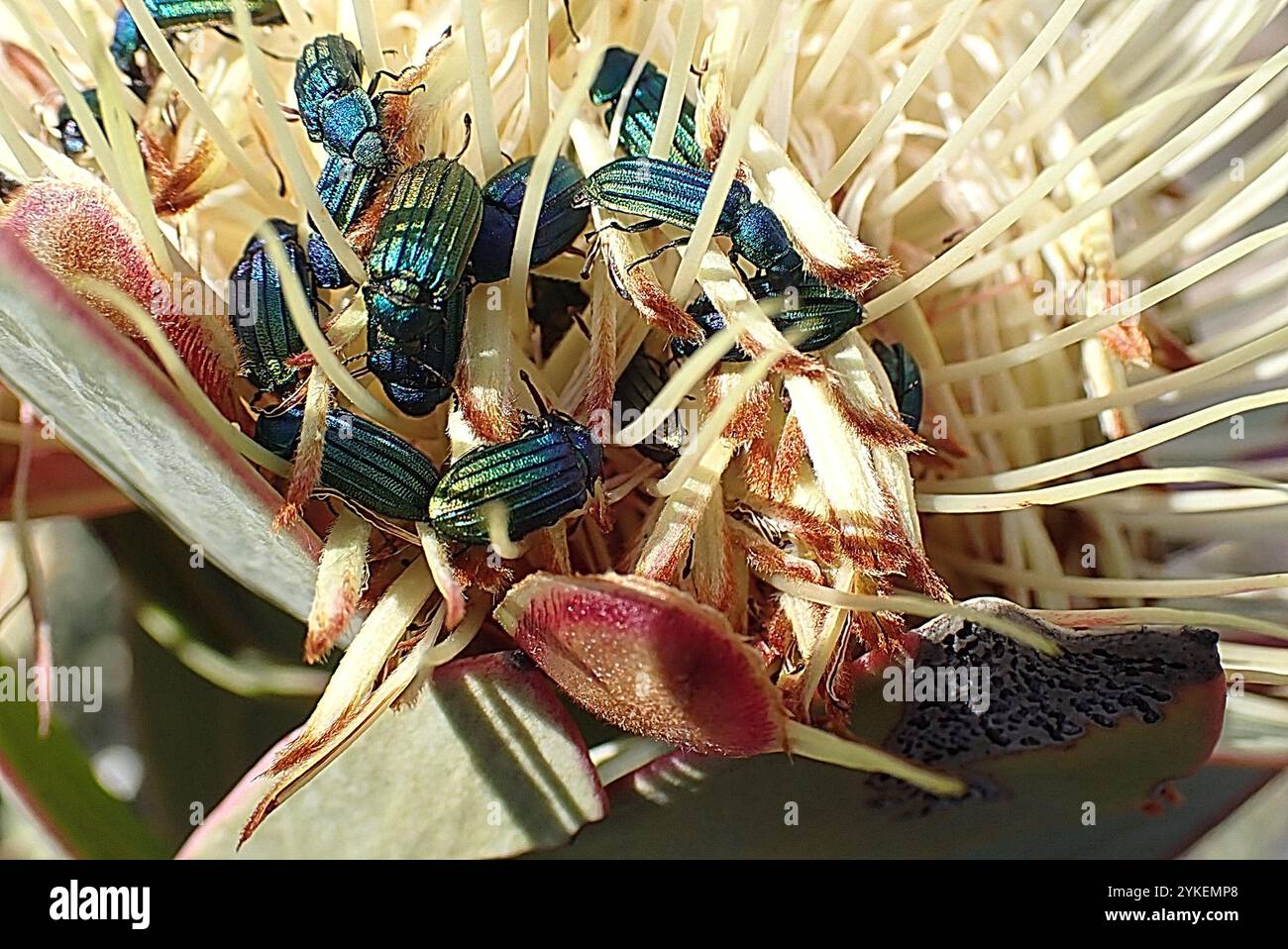 Groovewing Flower Beetles (Melyris Stock Photo - Alamy