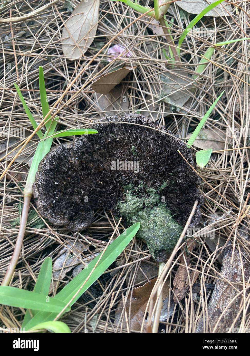 Hairy Hexagonia (Hexagonia hydnoides Stock Photo - Alamy