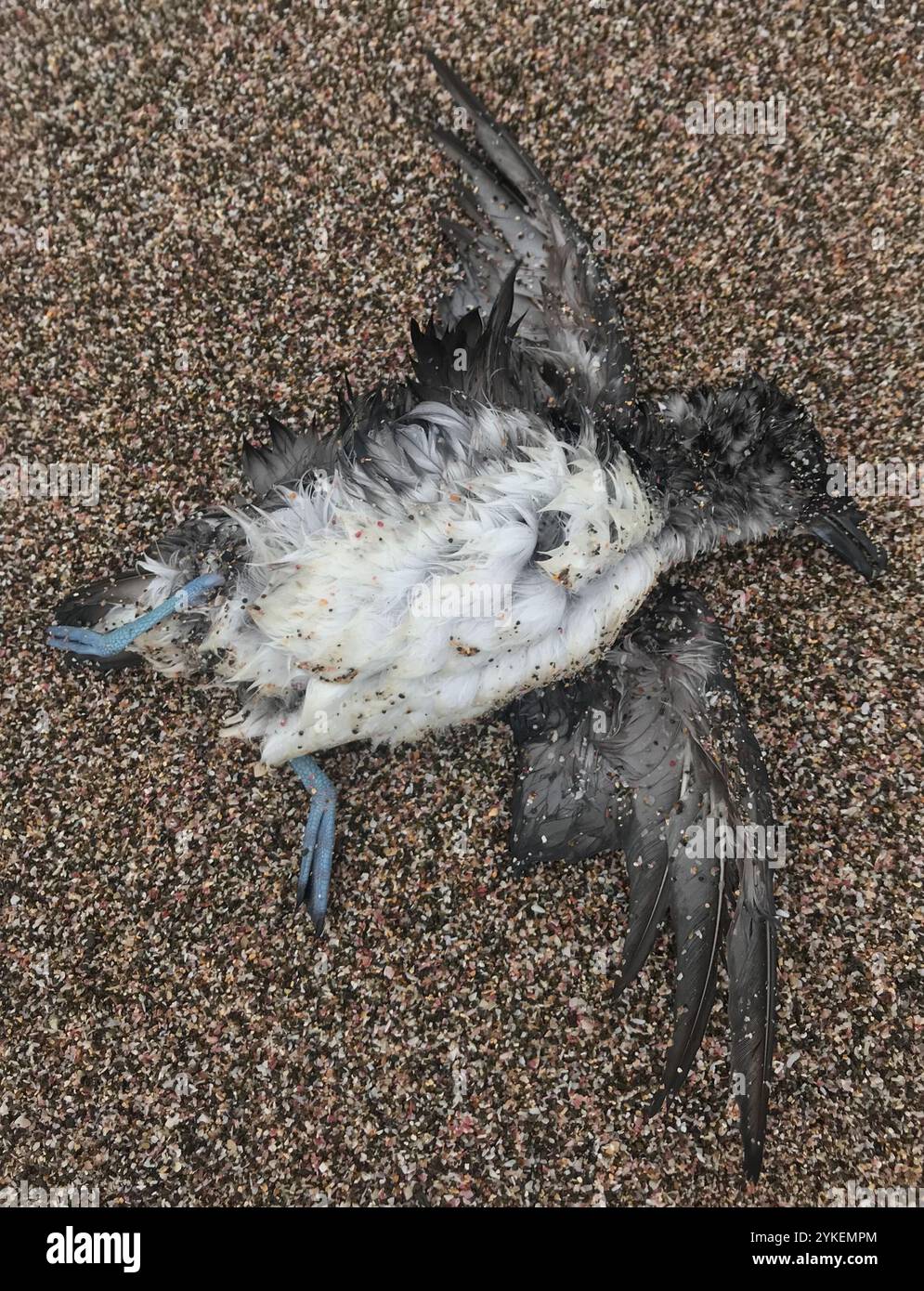 Tasman Common Diving Petrel (Pelecanoides urinatrix urinatrix Stock ...