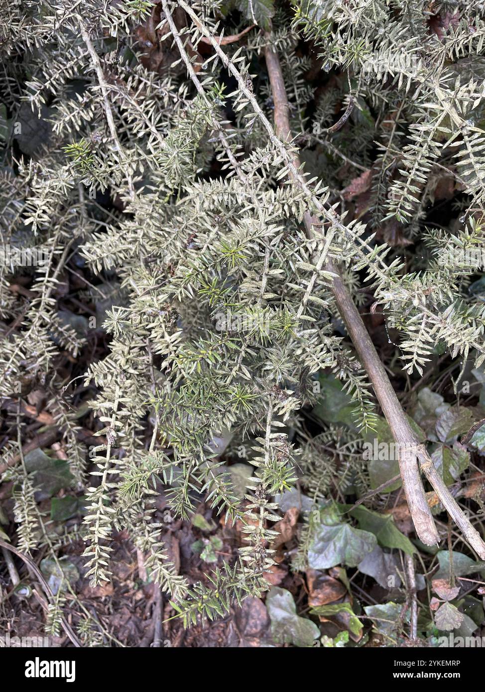 Prickly moses (Acacia verticillata Stock Photo - Alamy