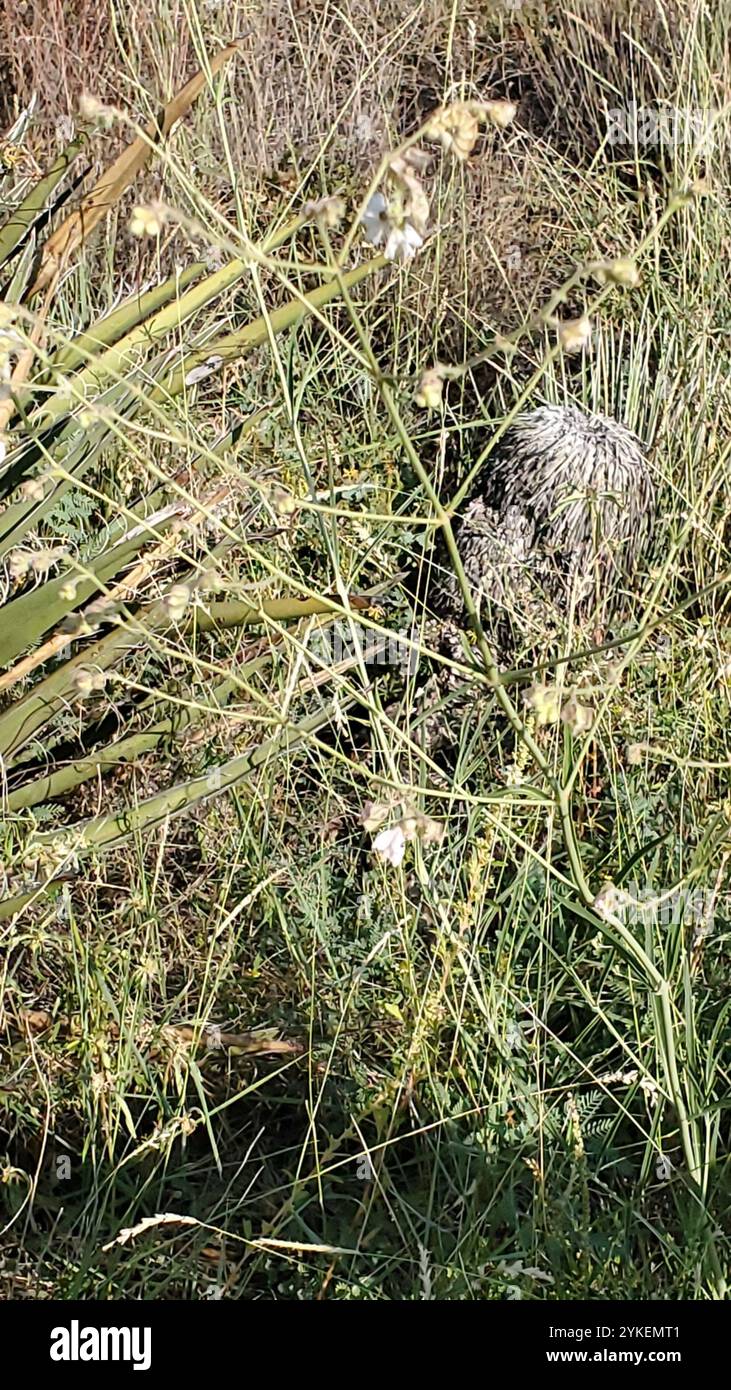 Narrowleaf Four o'Clock (Mirabilis linearis Stock Photo - Alamy