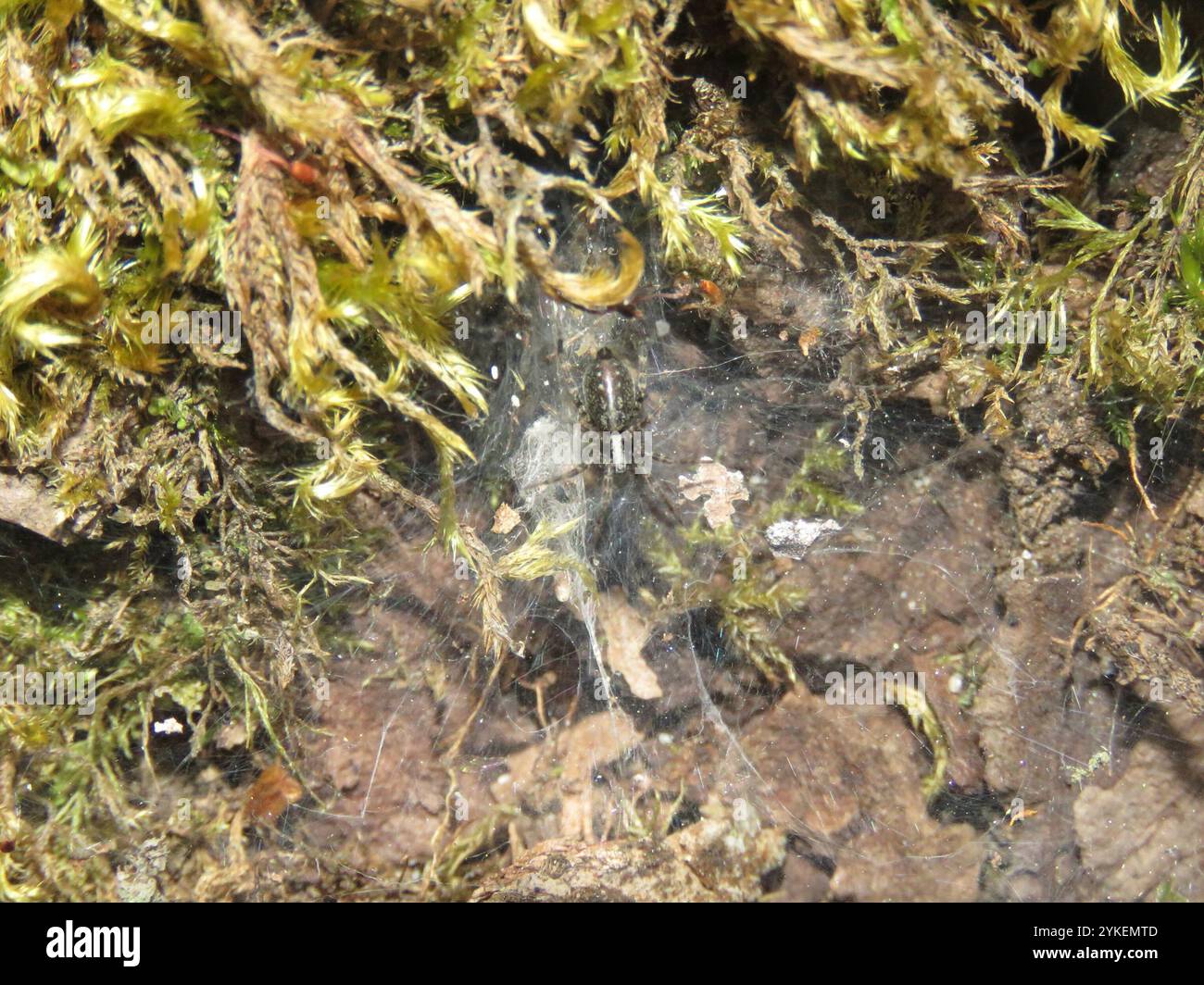 Grass Spiders (Agelenopsis Stock Photo - Alamy