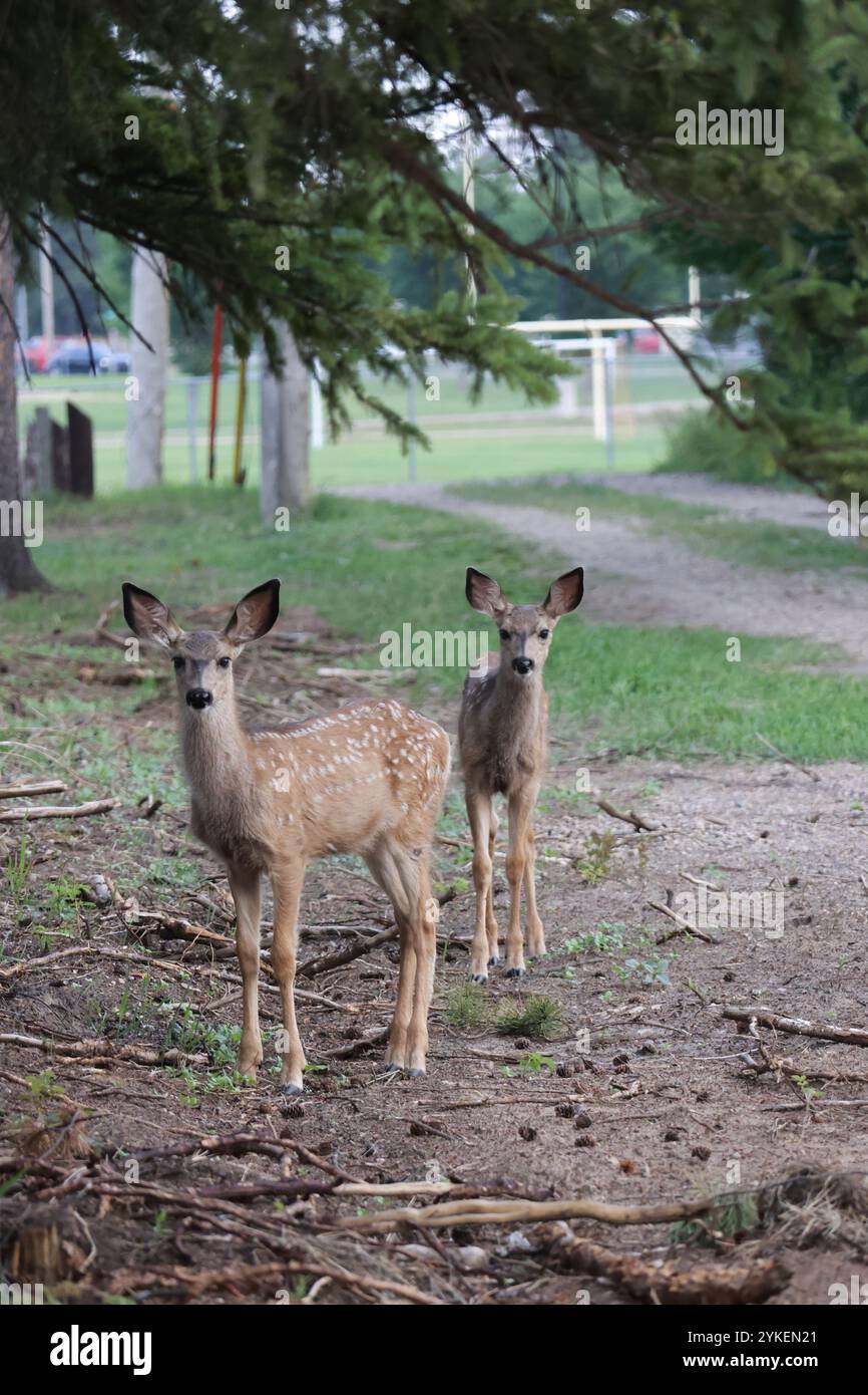 two fawns in the summer Stock Photo - Alamy