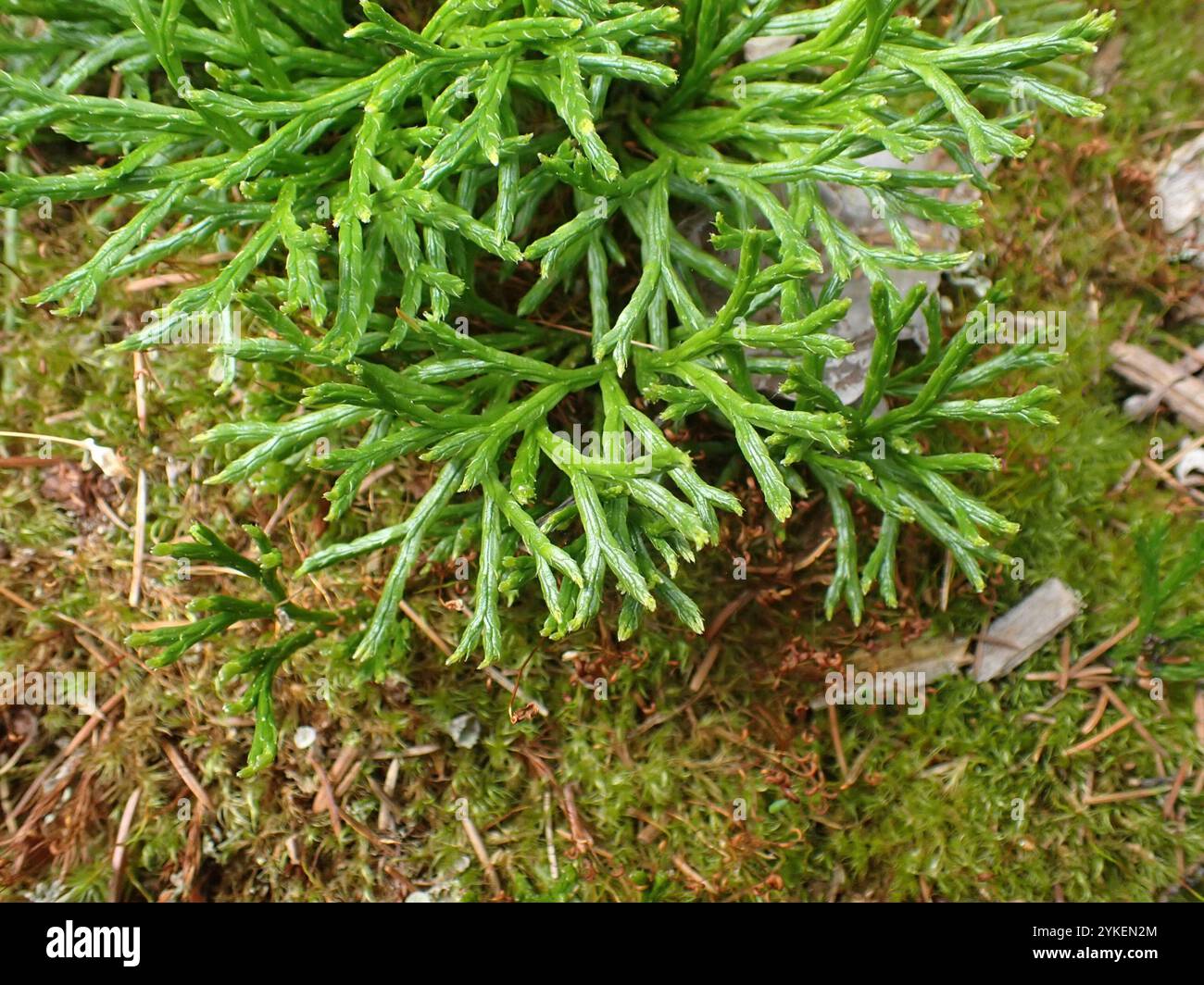 northern ground-cedar (Diphasiastrum complanatum Stock Photo - Alamy